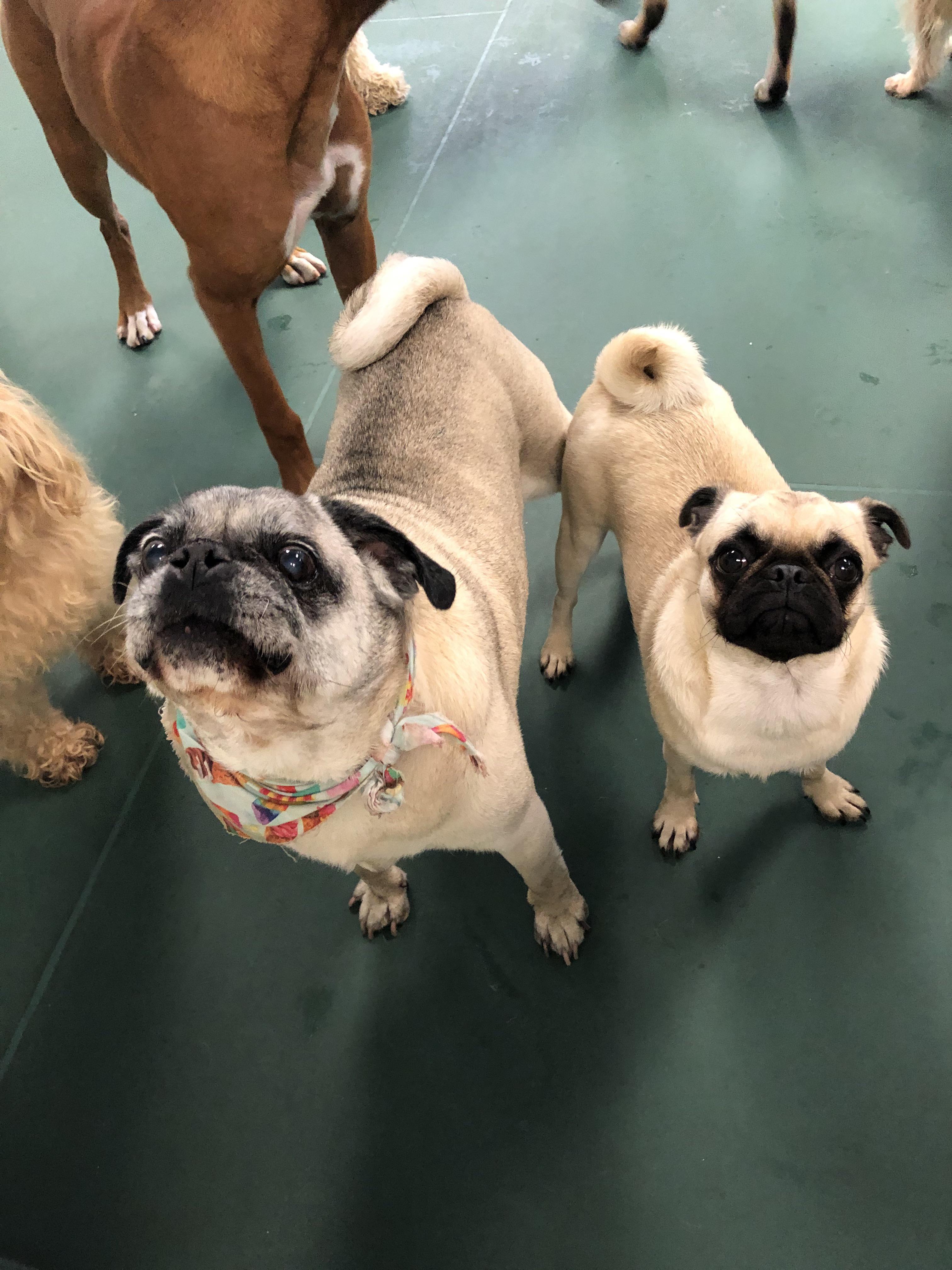 Double Trouble! | Scrolller