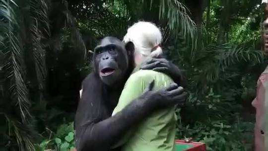 Dr. Jane Goodall gives a final hug to chimpanzee Wounda before she is going to be released back ...