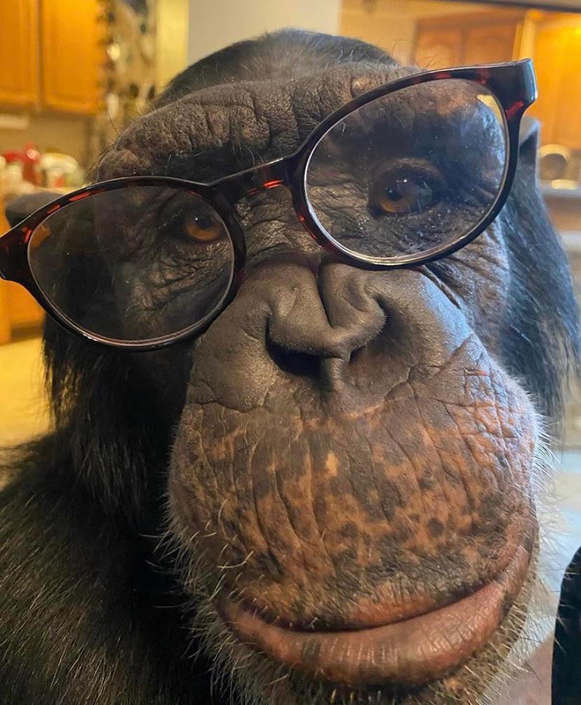 Dr. Monke | Scrolller