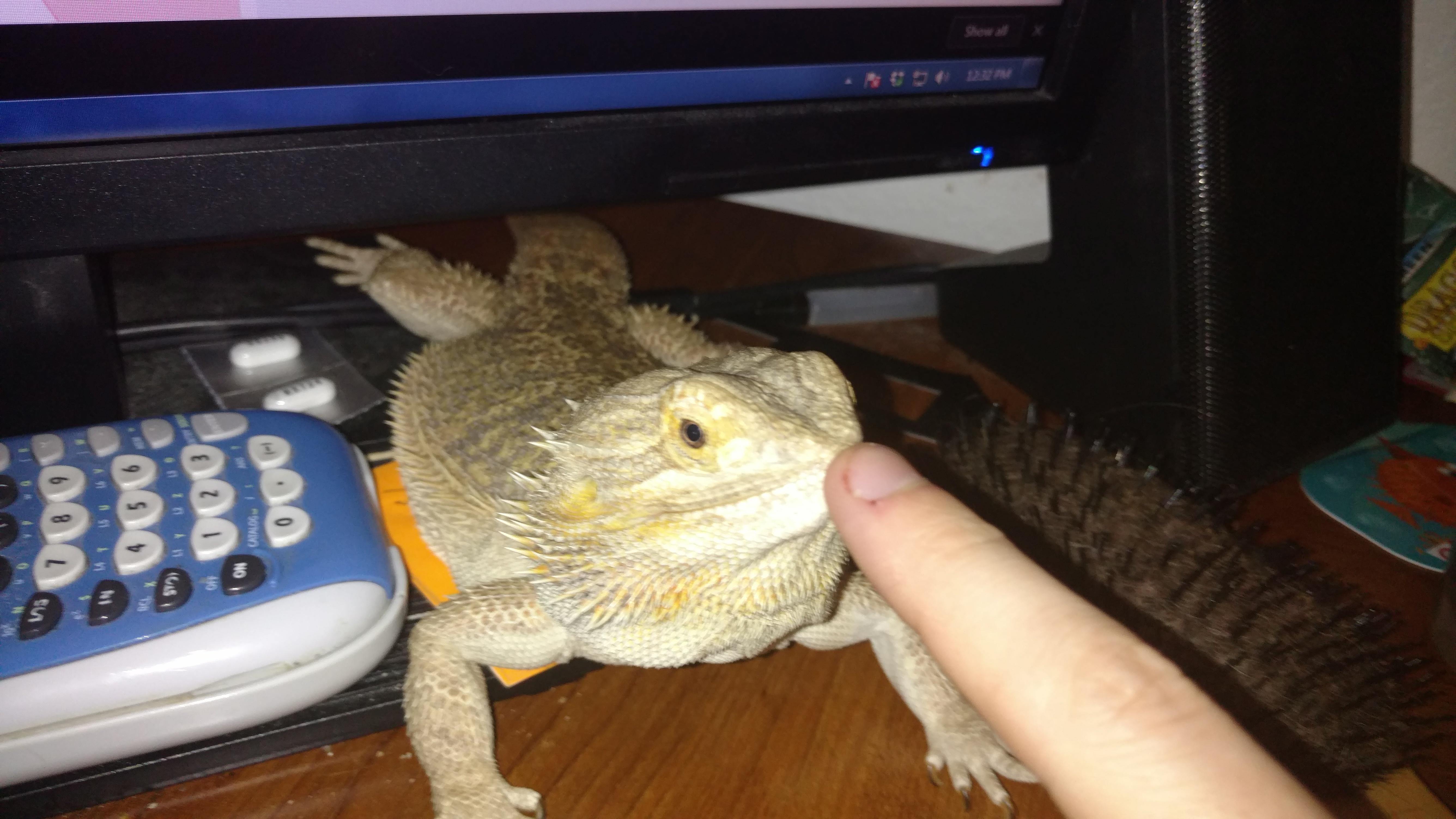 Dragon boop. | Scrolller