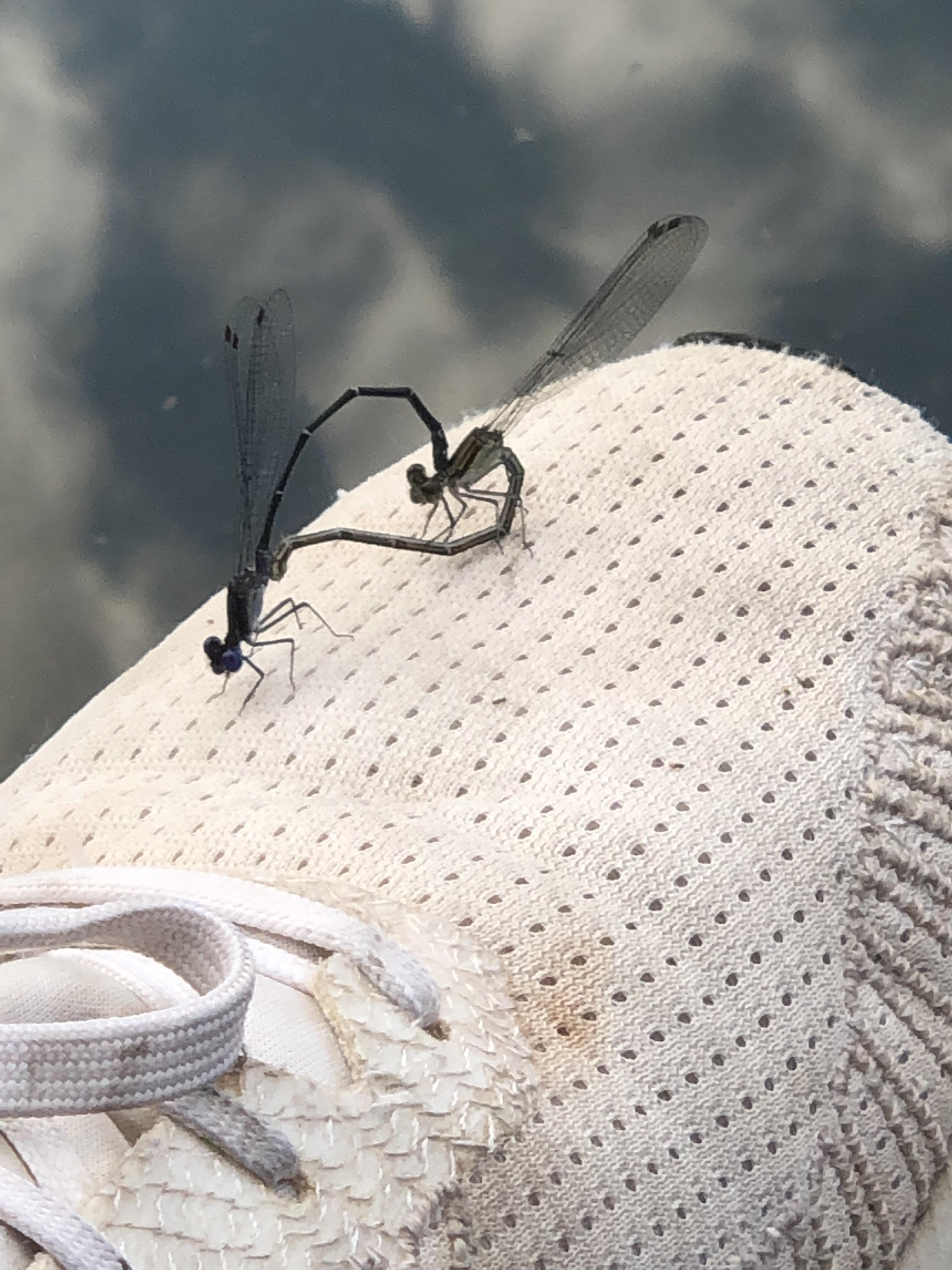 Dragonflies mating on my shoe | Scrolller
