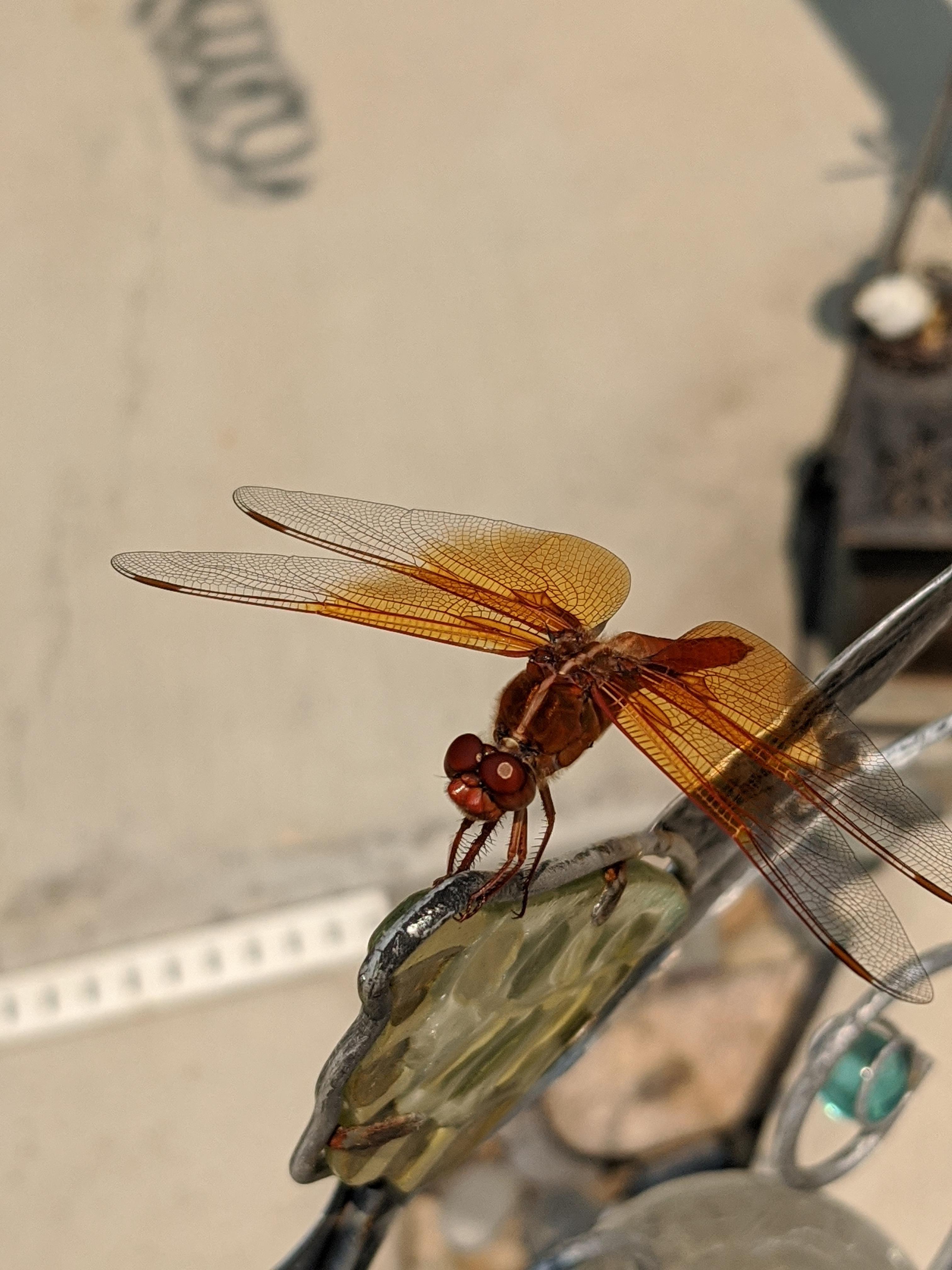 Dragonfly | Scrolller