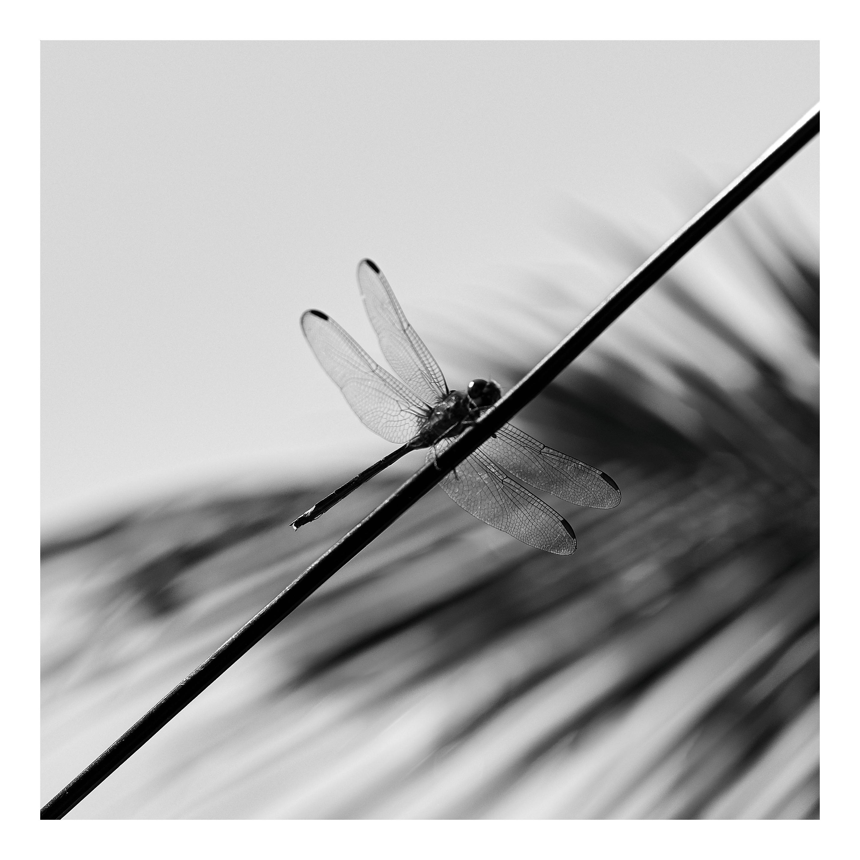 Dragonfly | Scrolller
