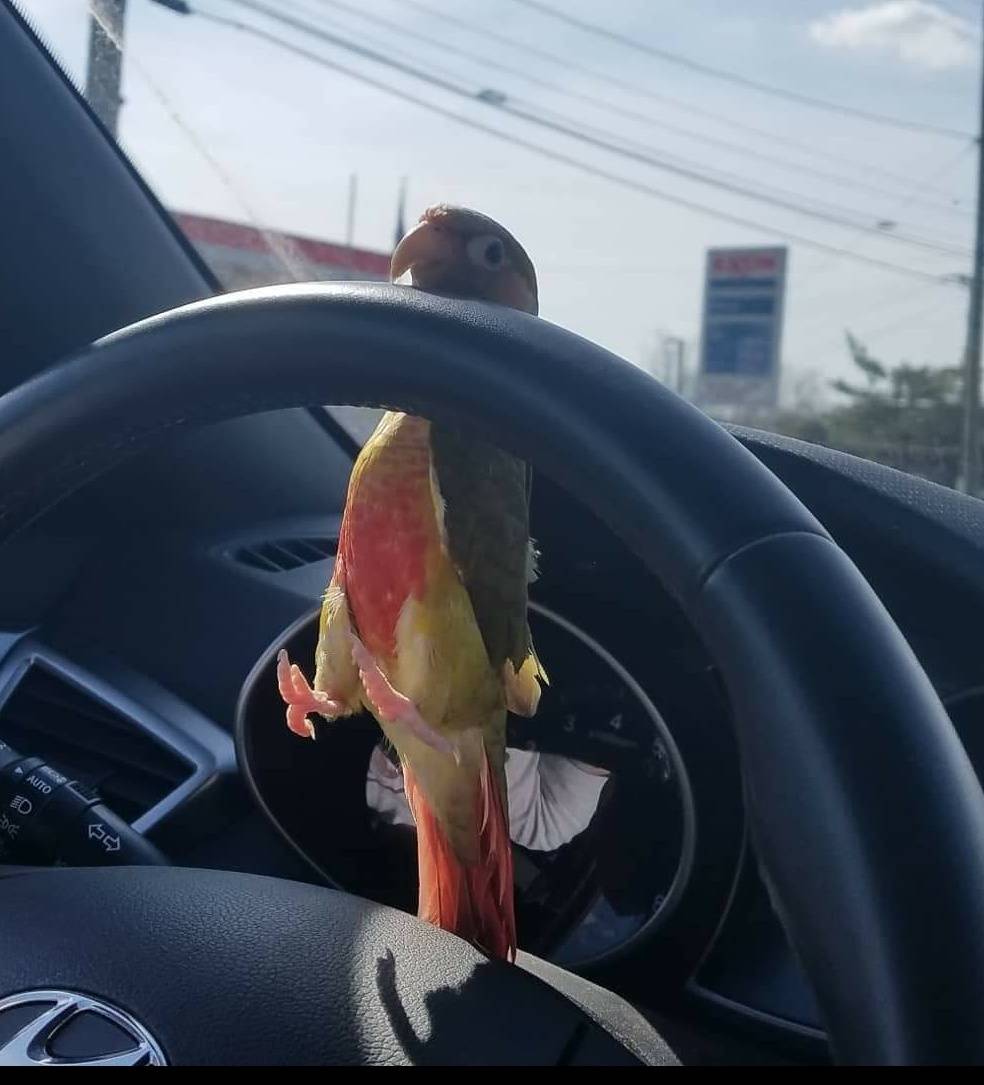 Driving birb | Scrolller