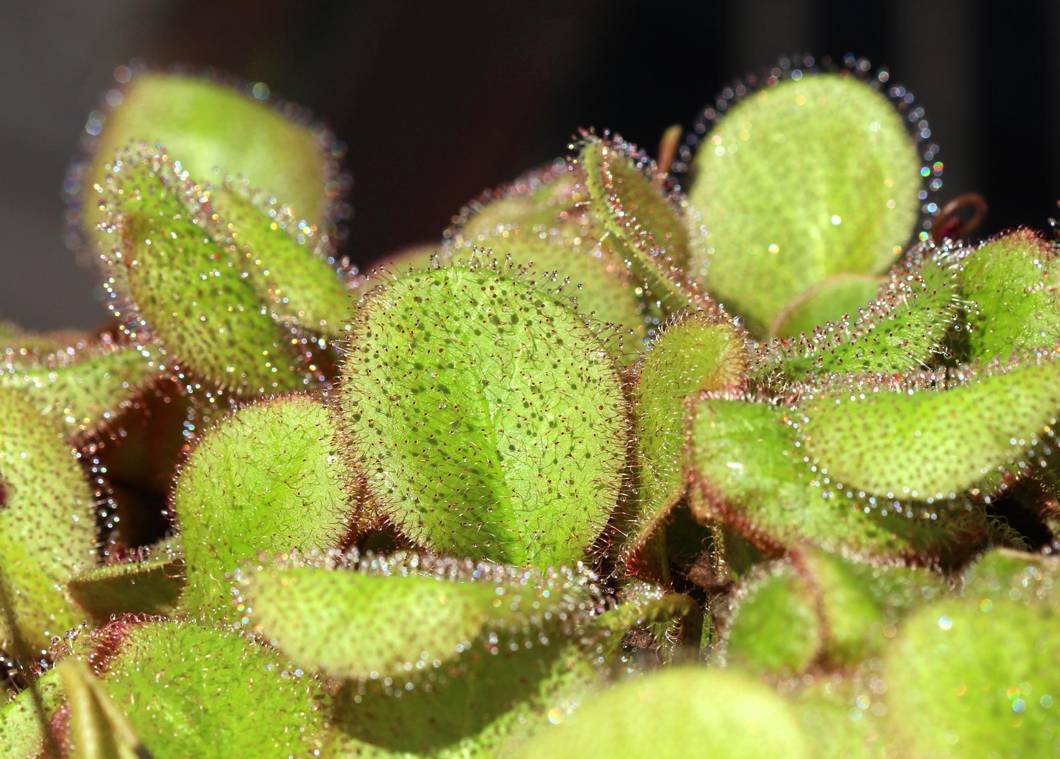 Drosera ‘Andromeda’ | Scrolller