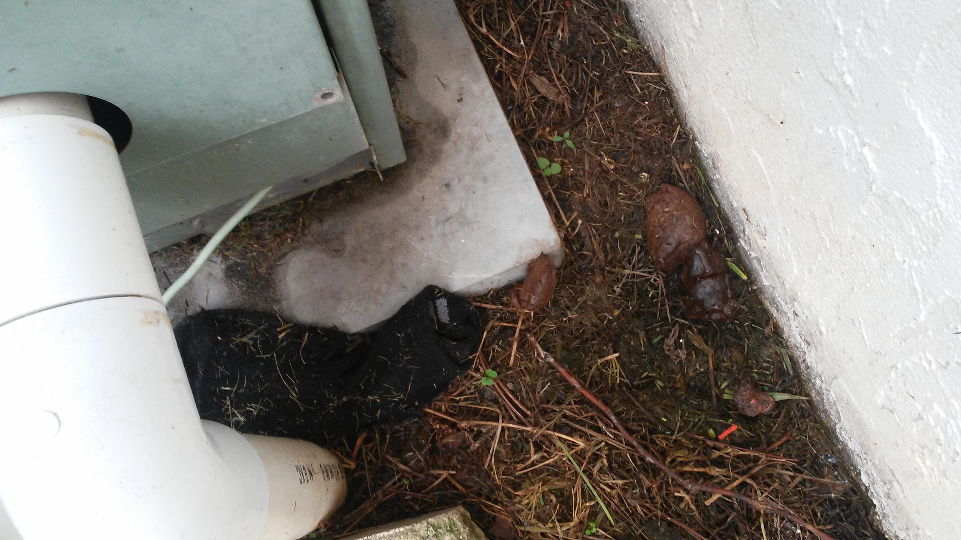 Drug crazed brother shit in the backyard... | Scrolller