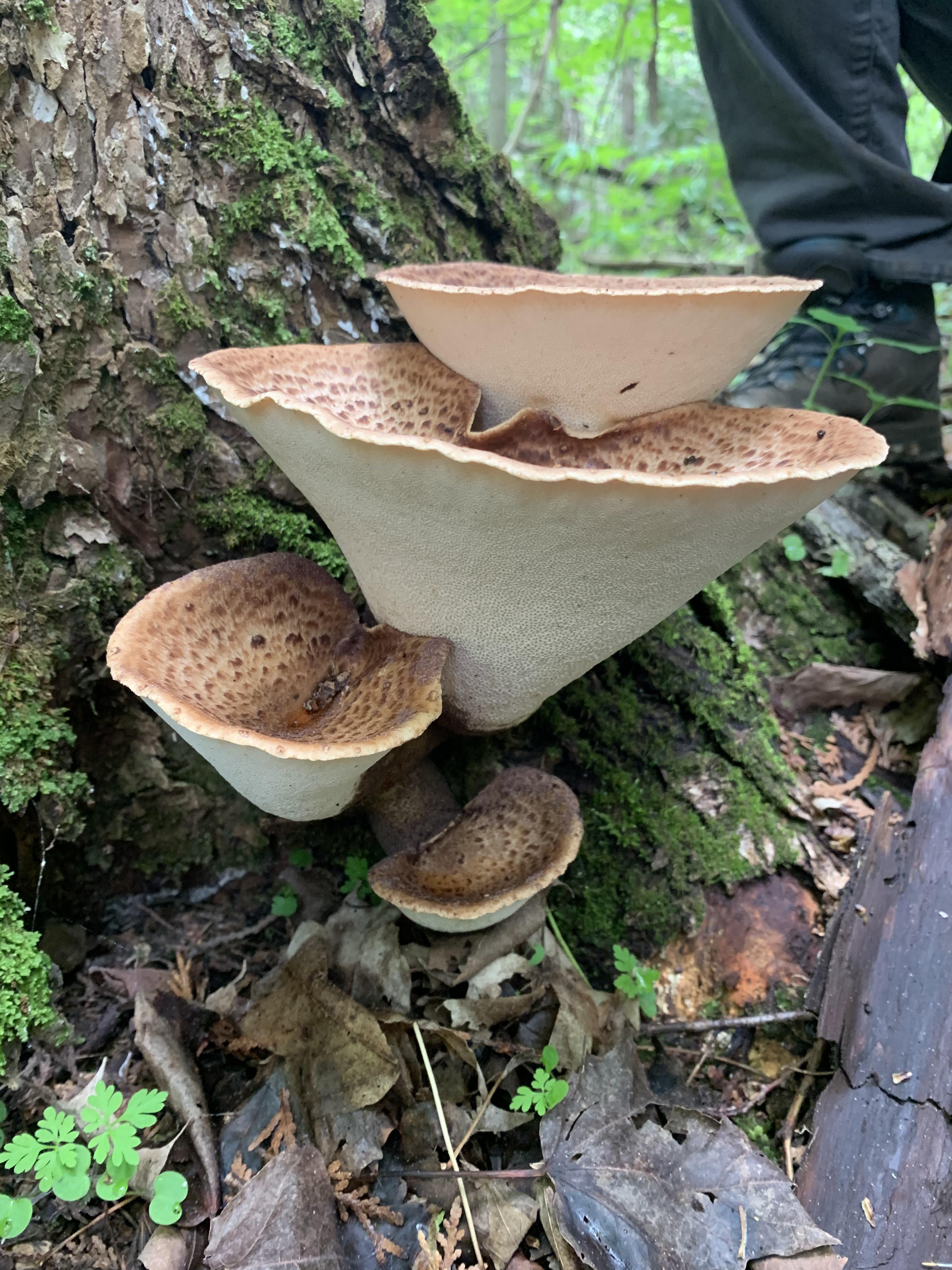 Dryad’s saddle in Ontario | Scrolller