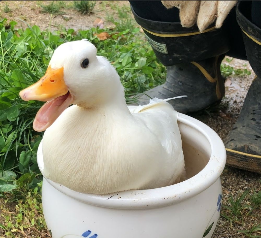 Duck in a cup | Scrolller