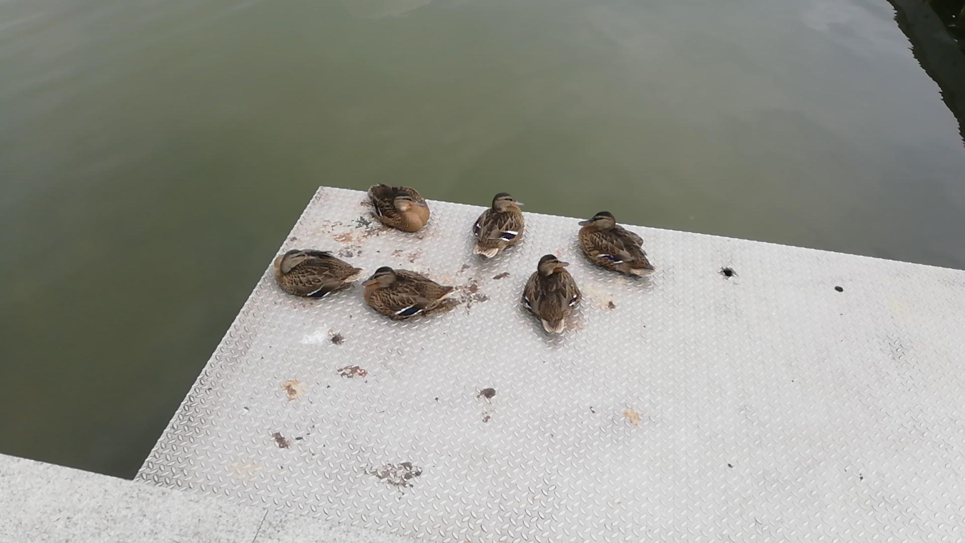 duck rule | Scrolller