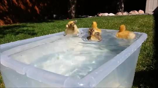 Ducklings practicing their diving skills. | Scrolller