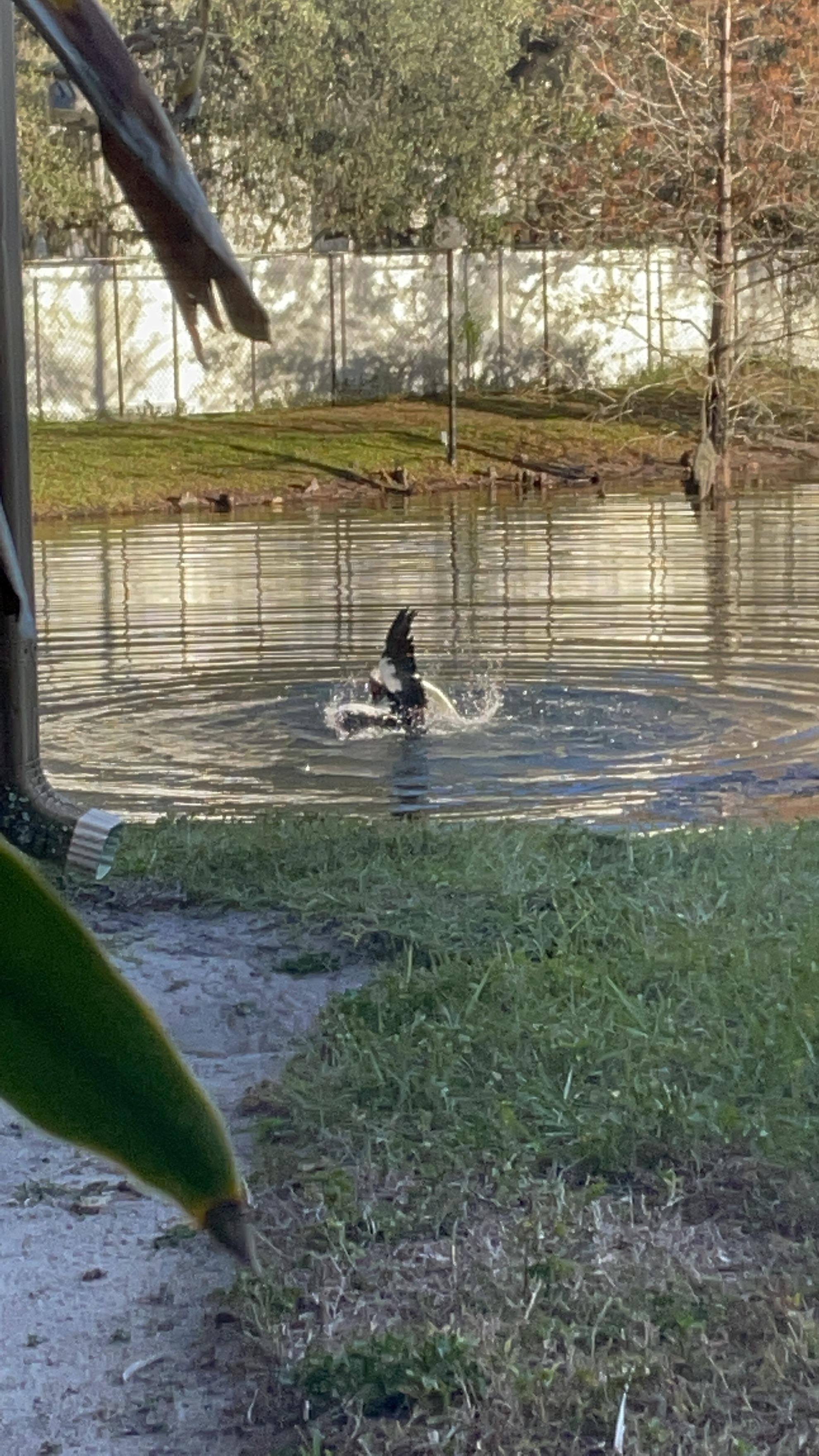 Ducks fighting | Scrolller