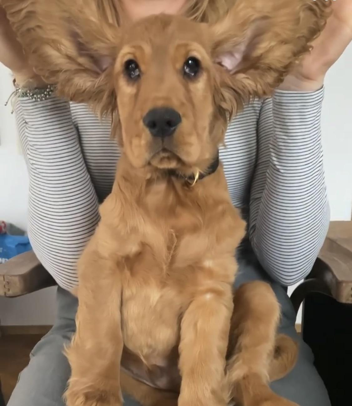 DUMBO is back | Scrolller