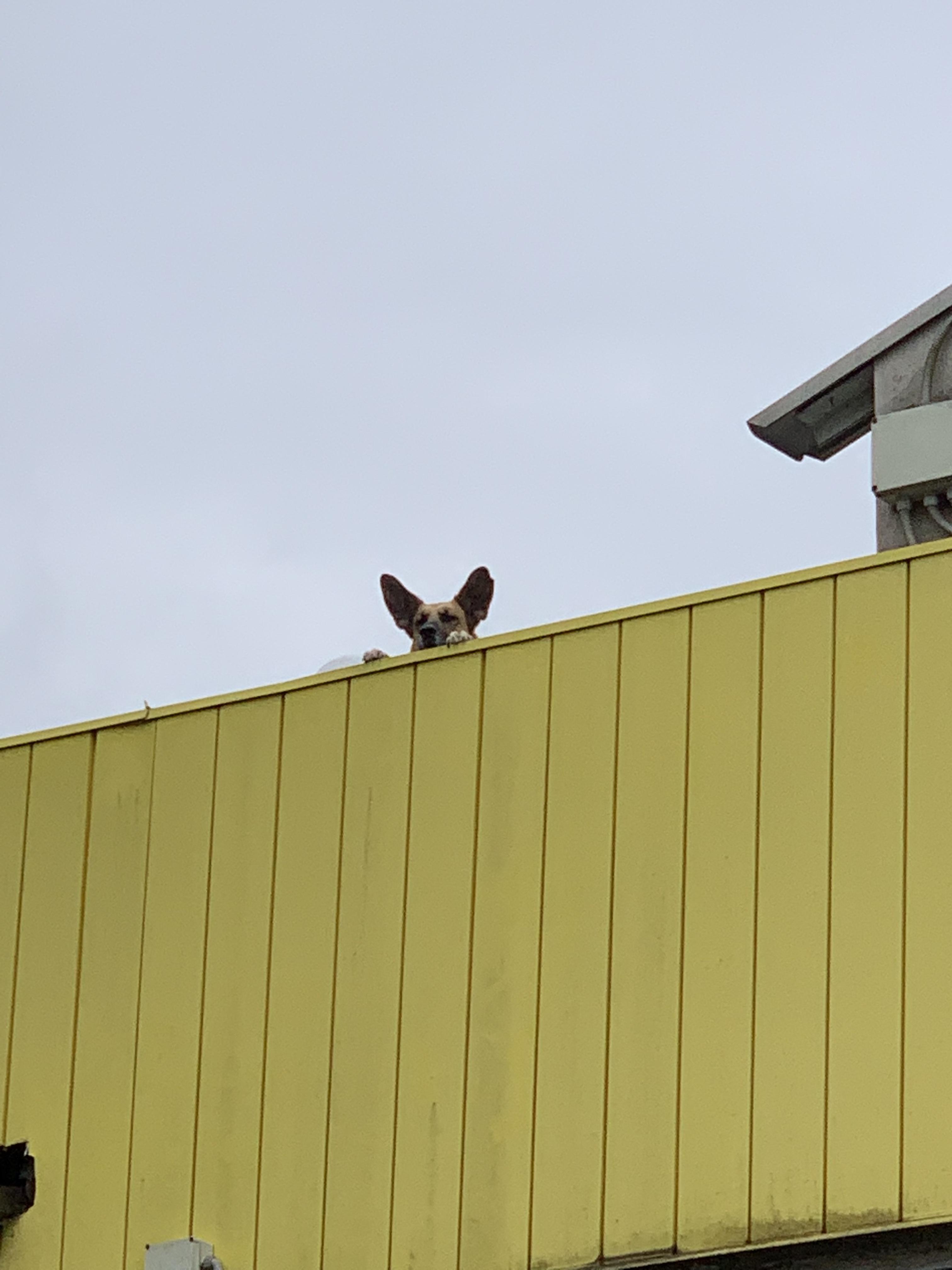 Dumbo the German Shepherd | Scrolller