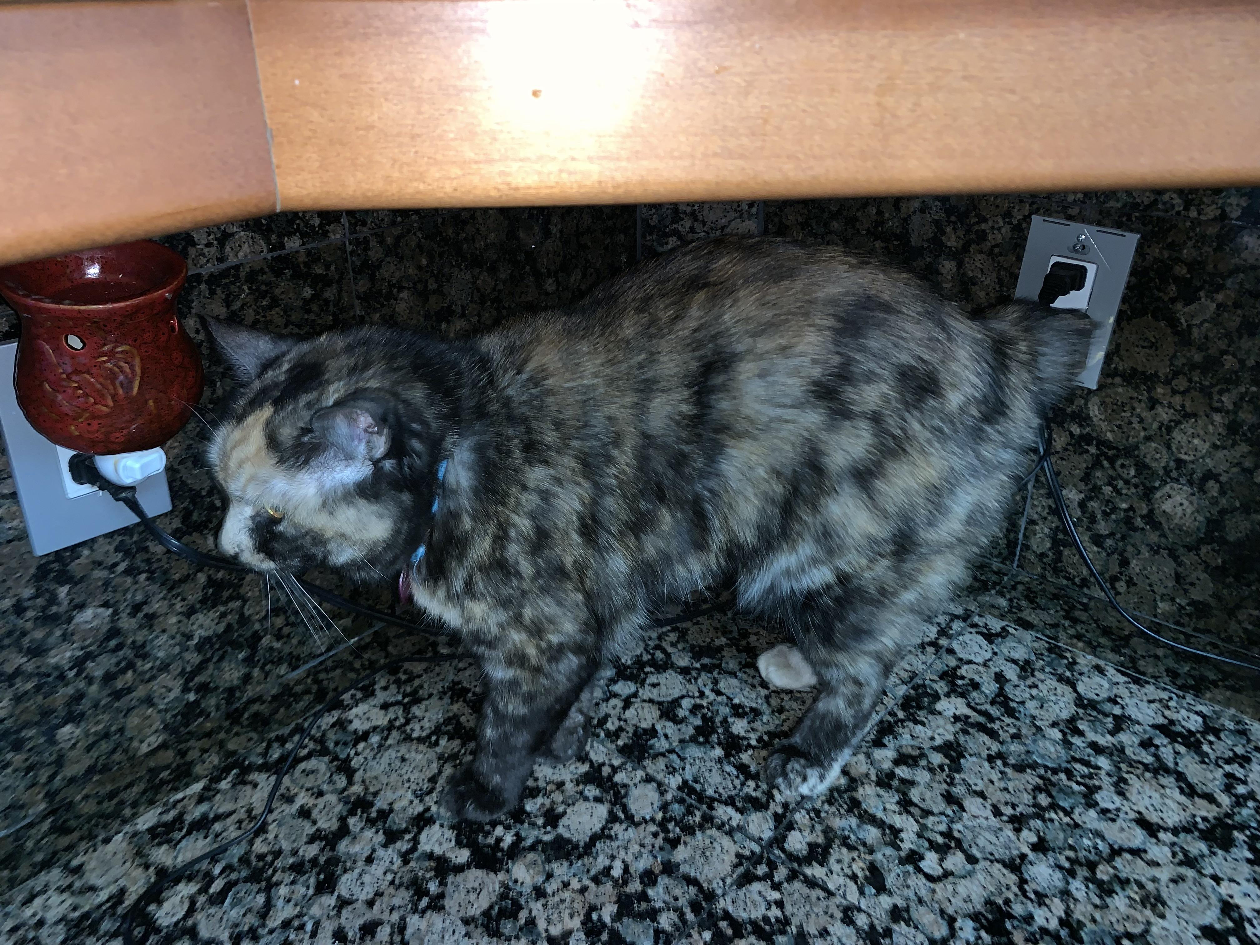 Dundie camouflages with the kitchen countertop. | Scrolller