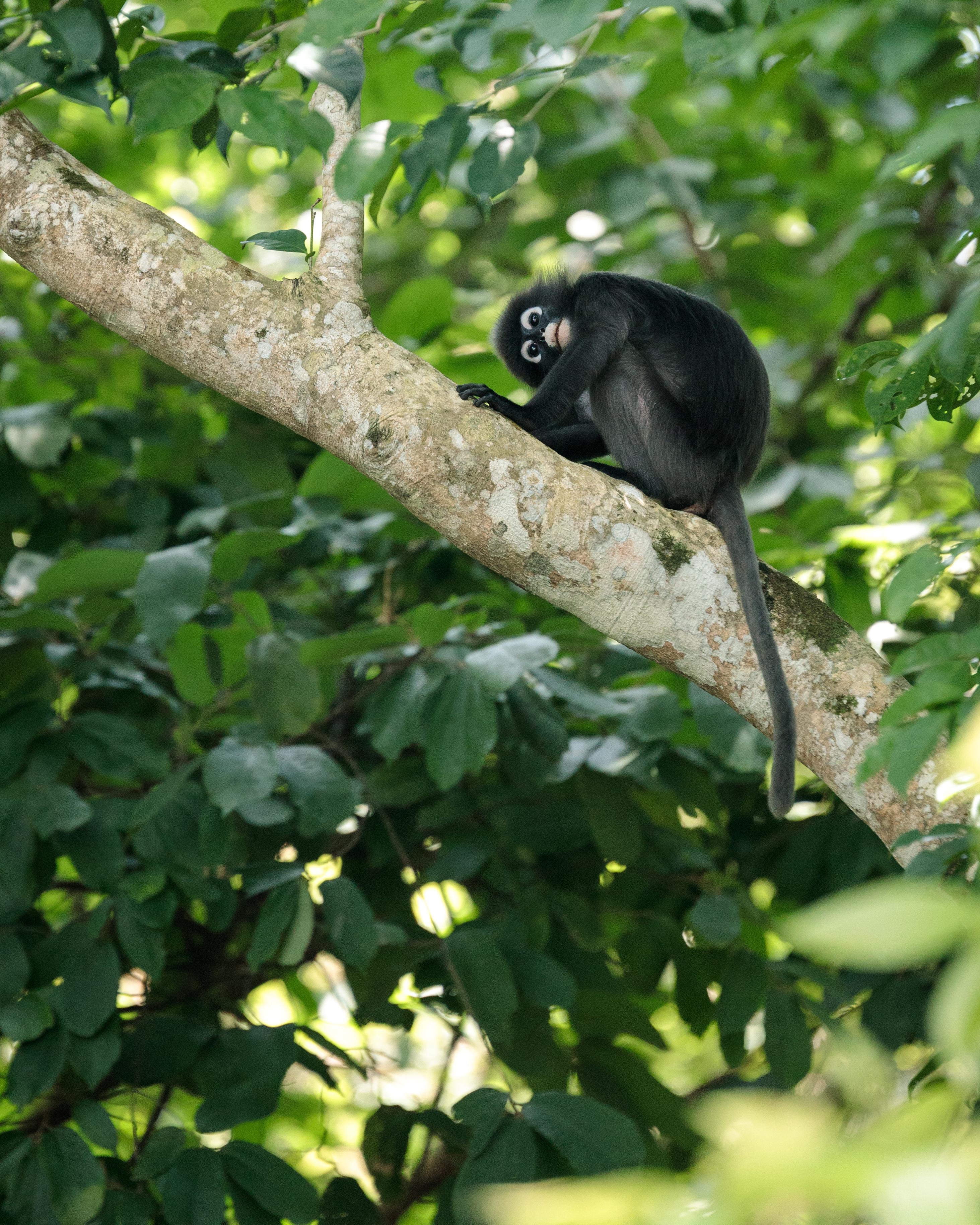 Dusky Leaf Monkey in Penang National Park, Malaysia | Scrolller