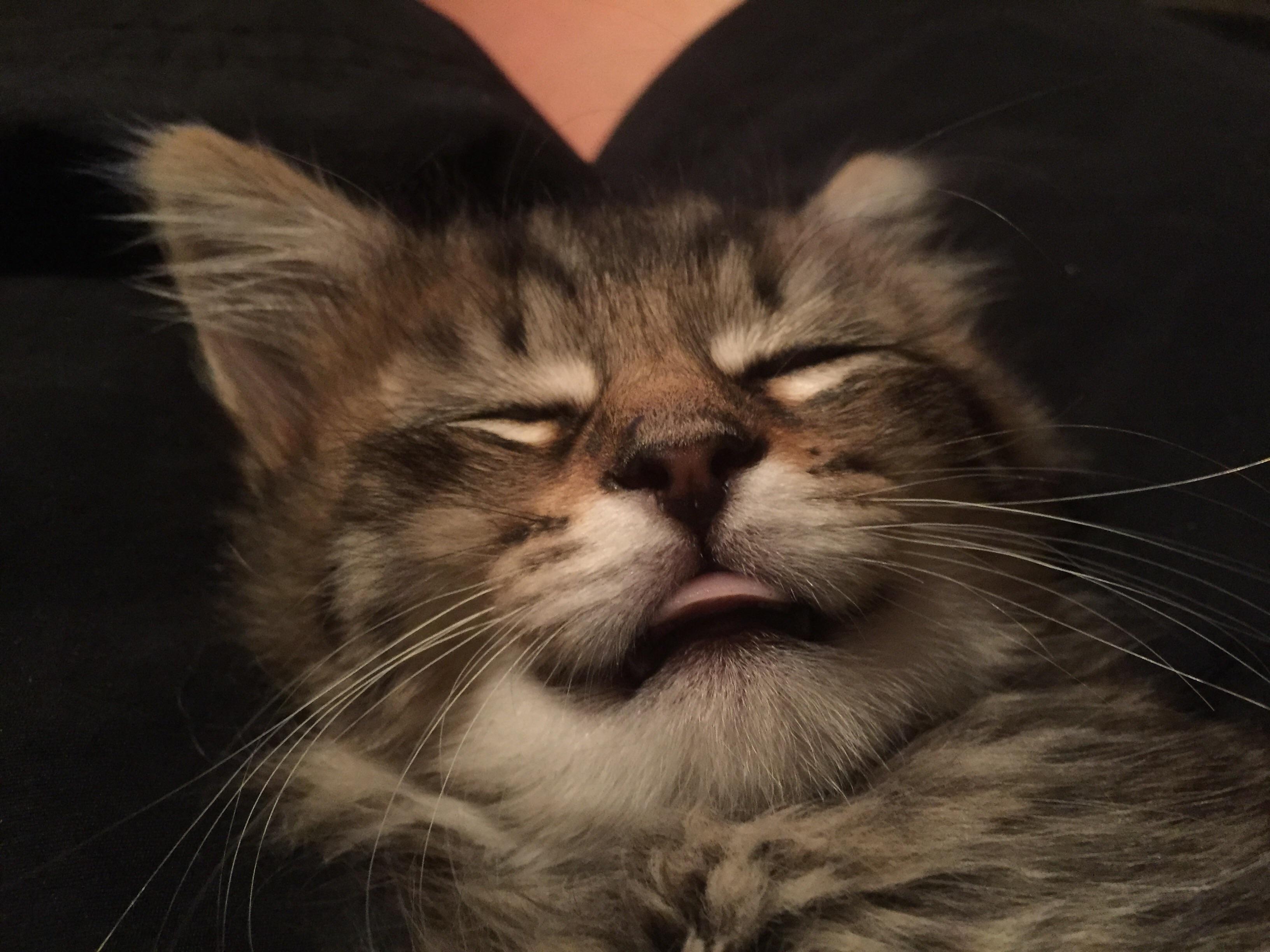 Dusty & her perfectly round tongue | Scrolller