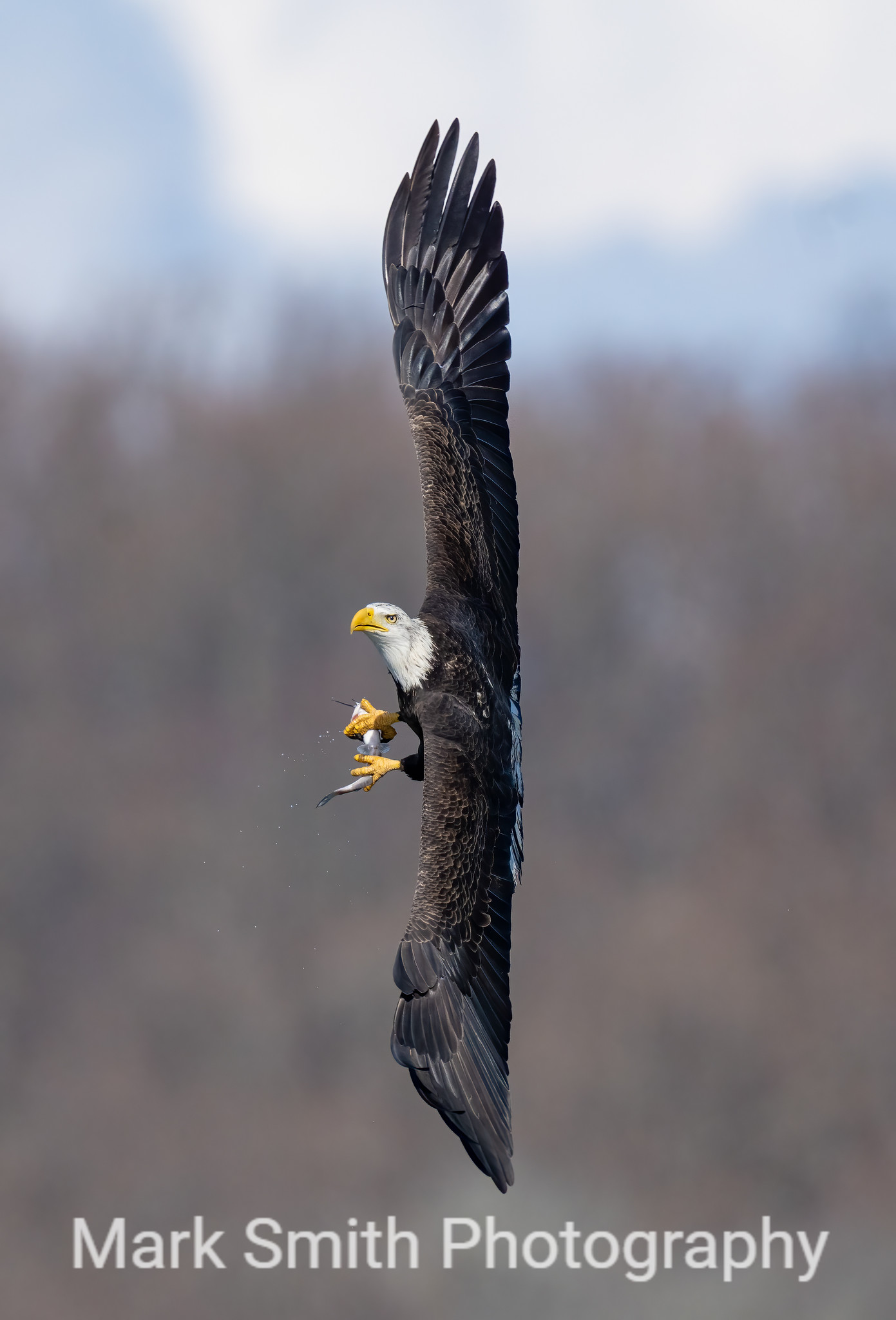Eagle Goes Vertical | Scrolller