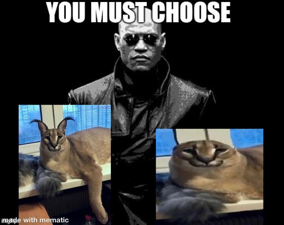 Ear or no ear😳 | Scrolller