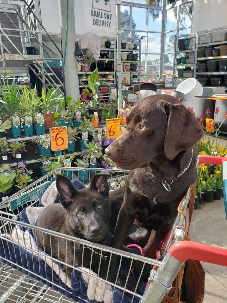 Early socialisation - 9 wks old (plus my Lab) | Scrolller