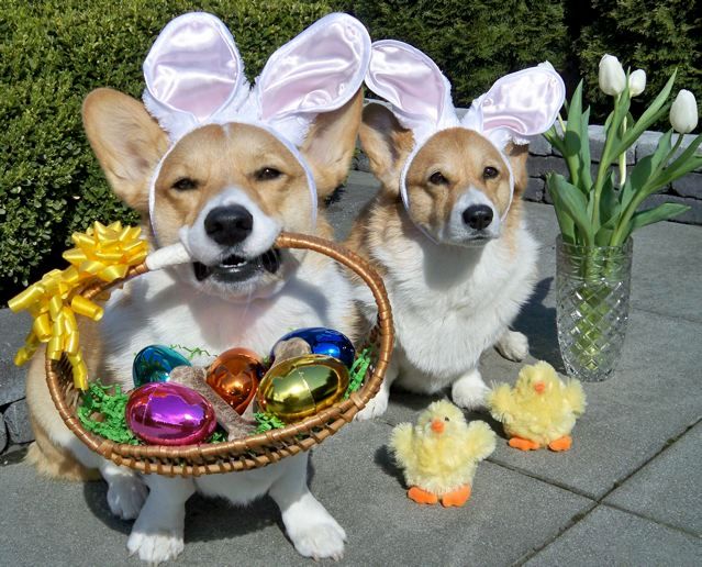 Easter Corgis | Scrolller