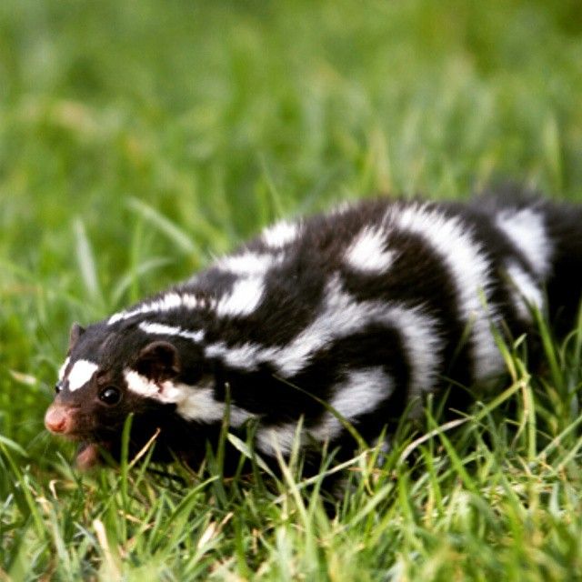 Eastern Spotted Skunk. | Scrolller