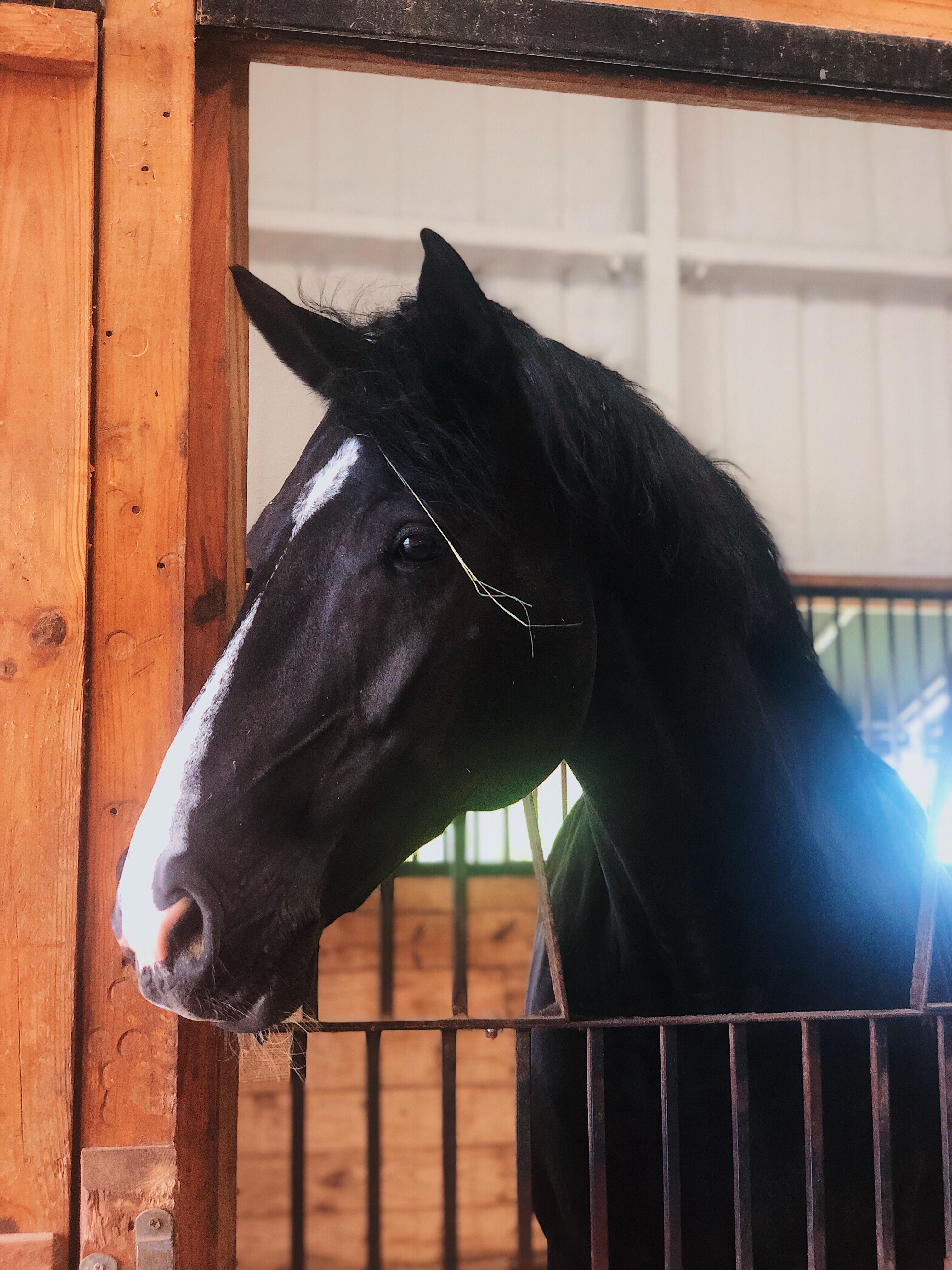 Easy, breezy, beautiful, alfalfa. | Scrolller