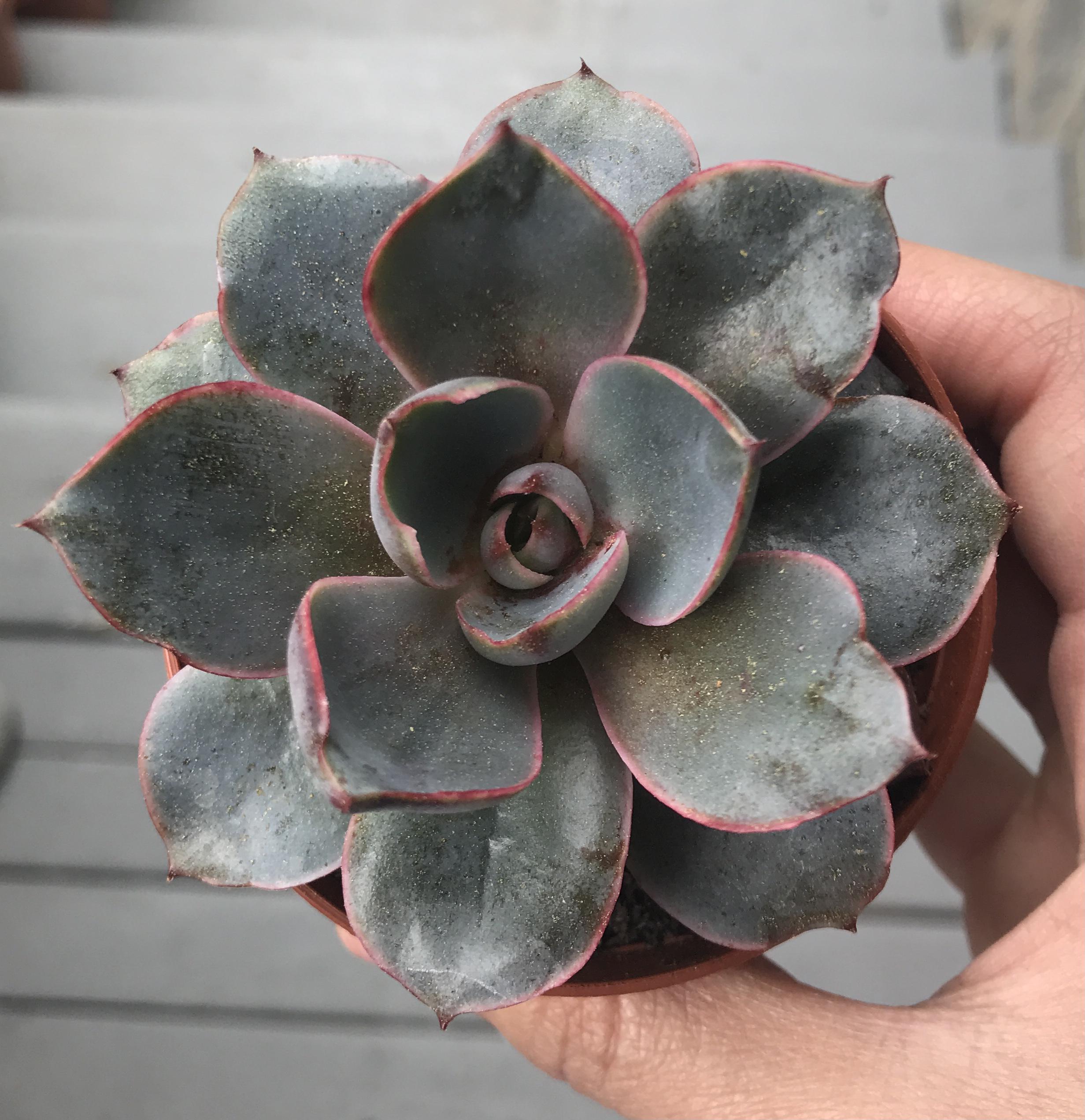 Echeveria 'Hera' | Scrolller
