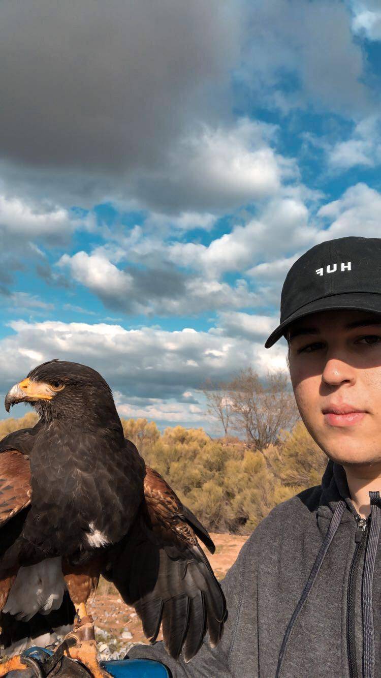 Echo the Harris’s hawk | Scrolller