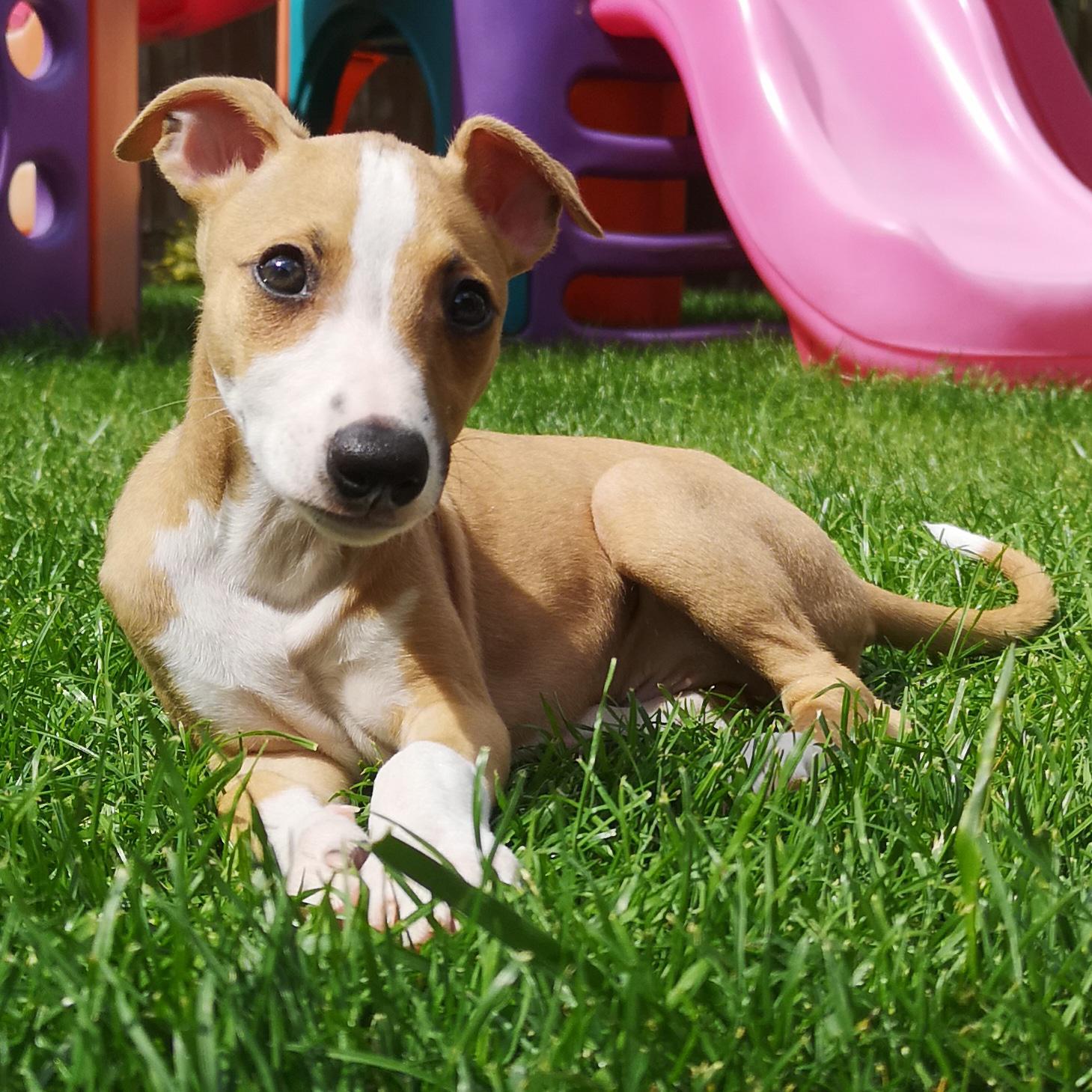 Eddie looking particularly handsome in the sunshine 💙 | Scrolller