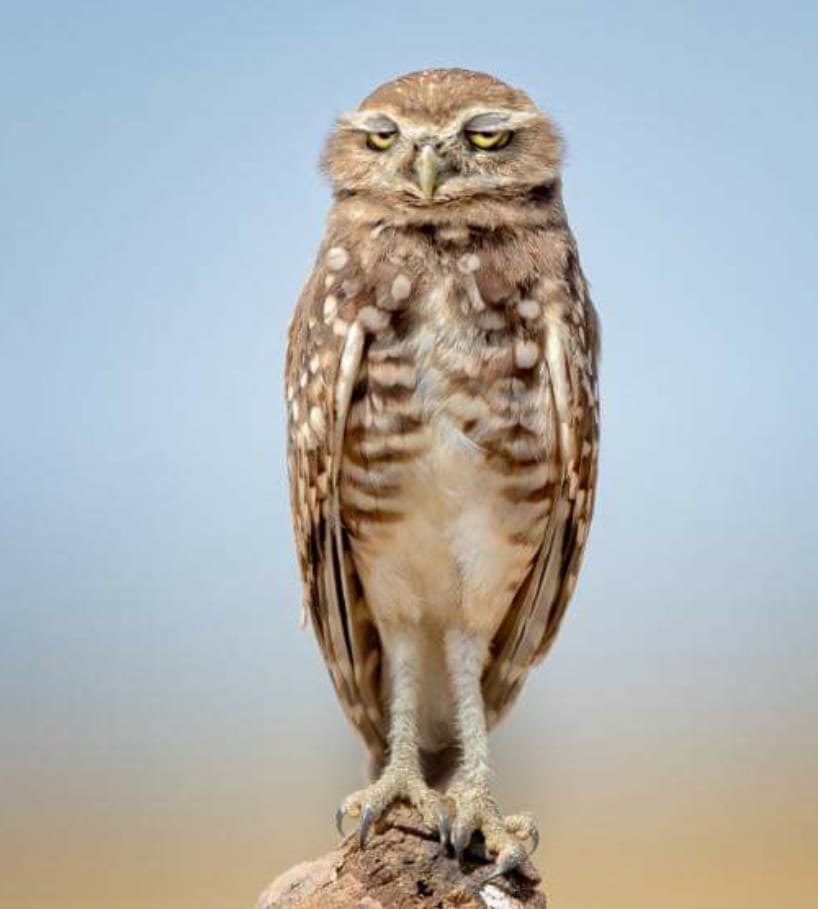 Edith finally opened the app her grandkids set up for her and surveyed her options. Then she ...