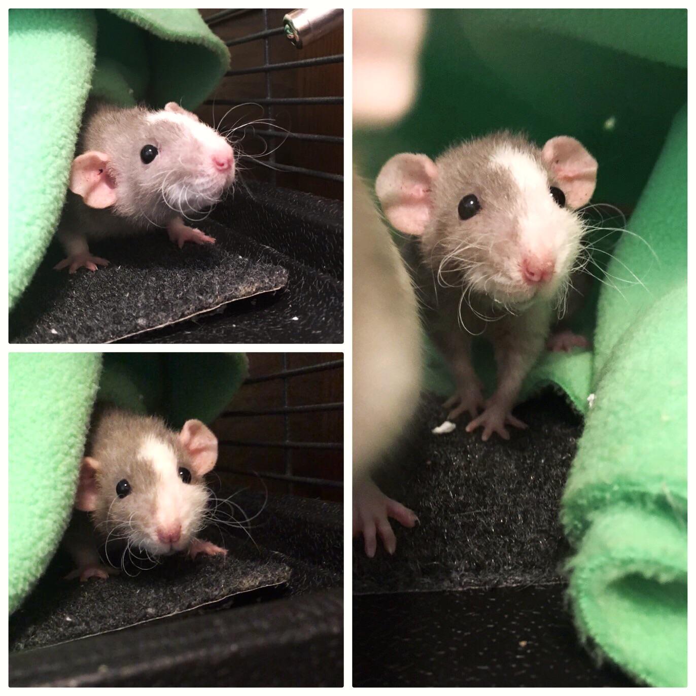 edna’s curly whiskers for your viewing pleasure | Scrolller