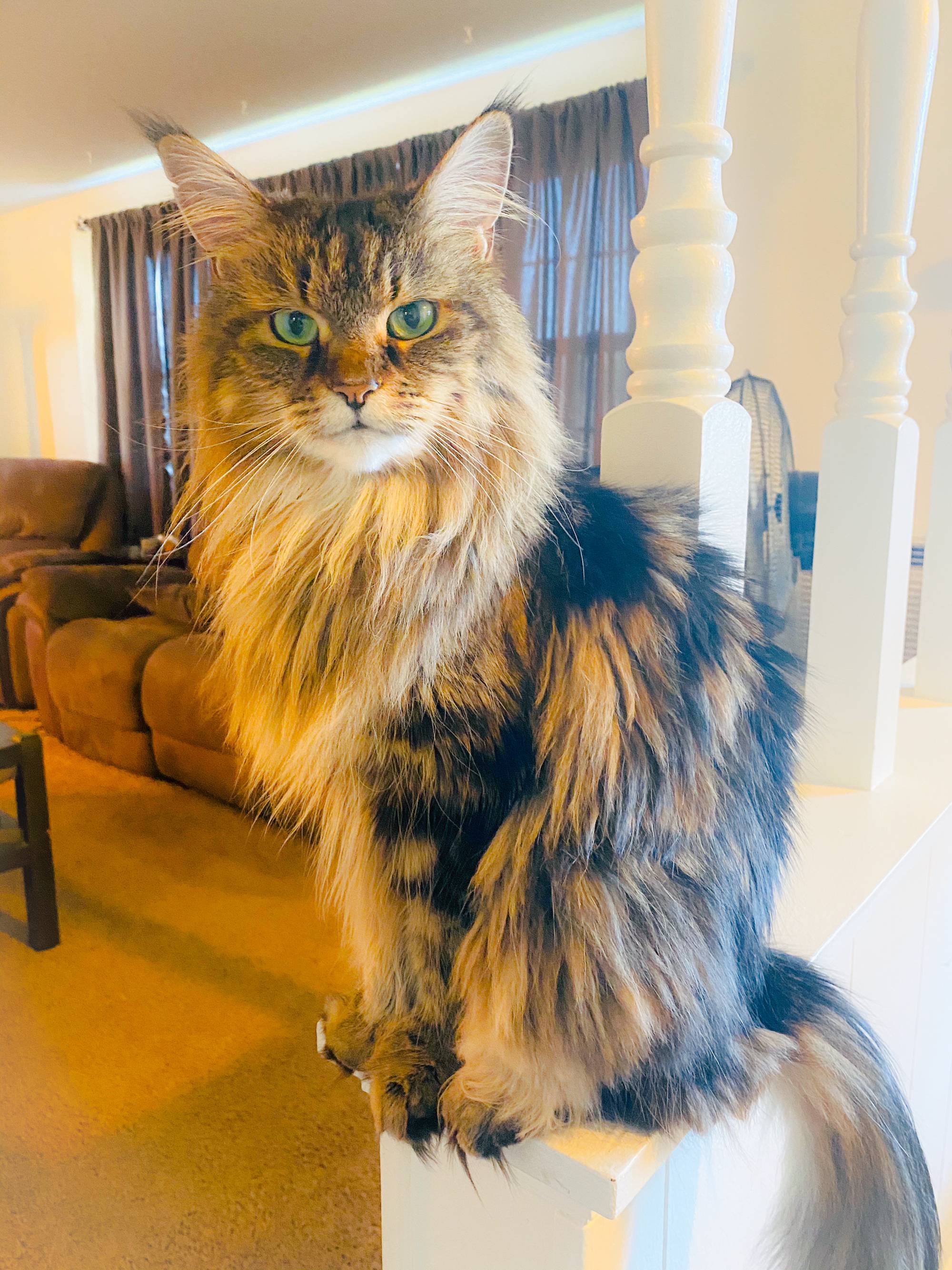 Eevee says “Good morning”, bonus toe fluffs | Scrolller