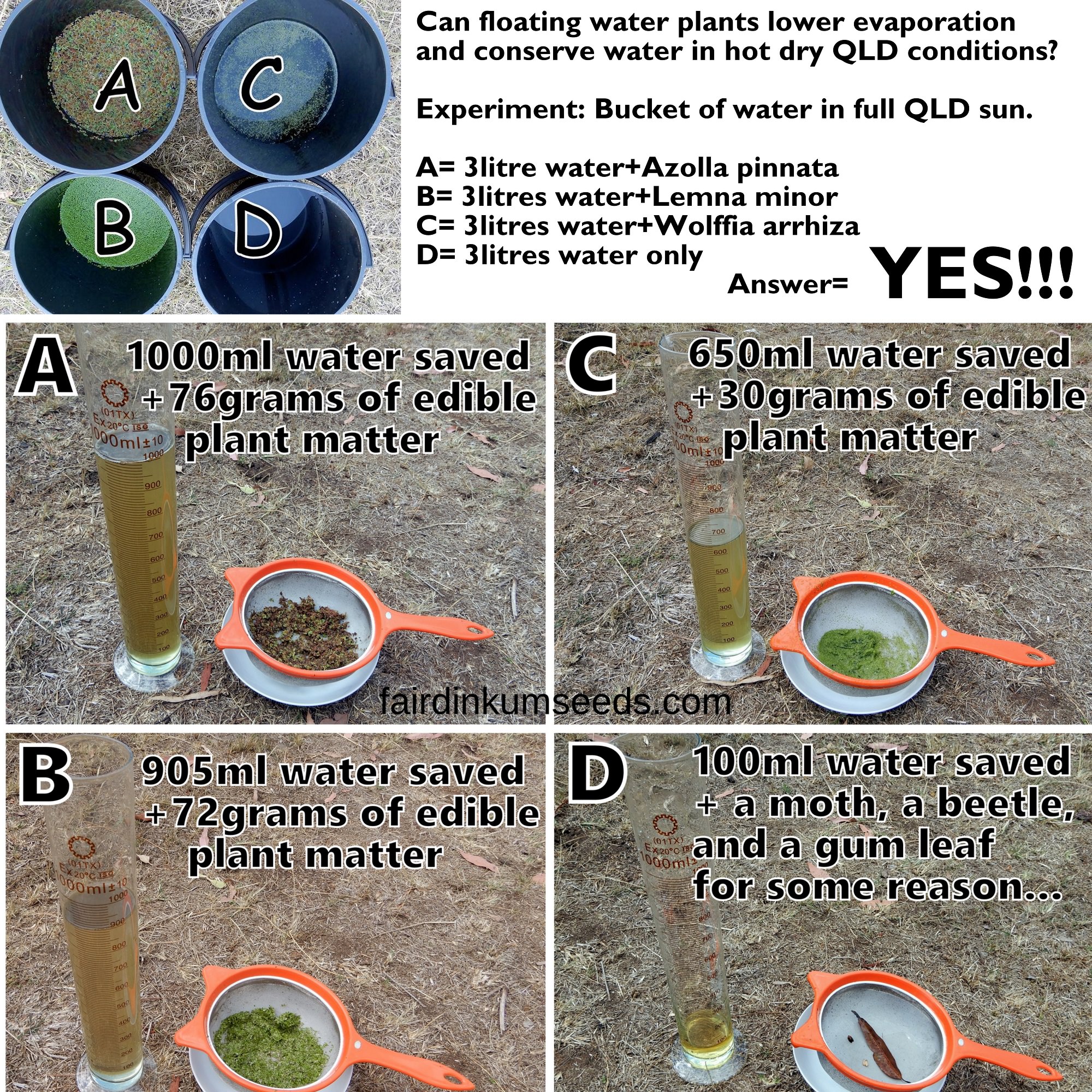 Effects of water plants on evaporation during drought | Scrolller