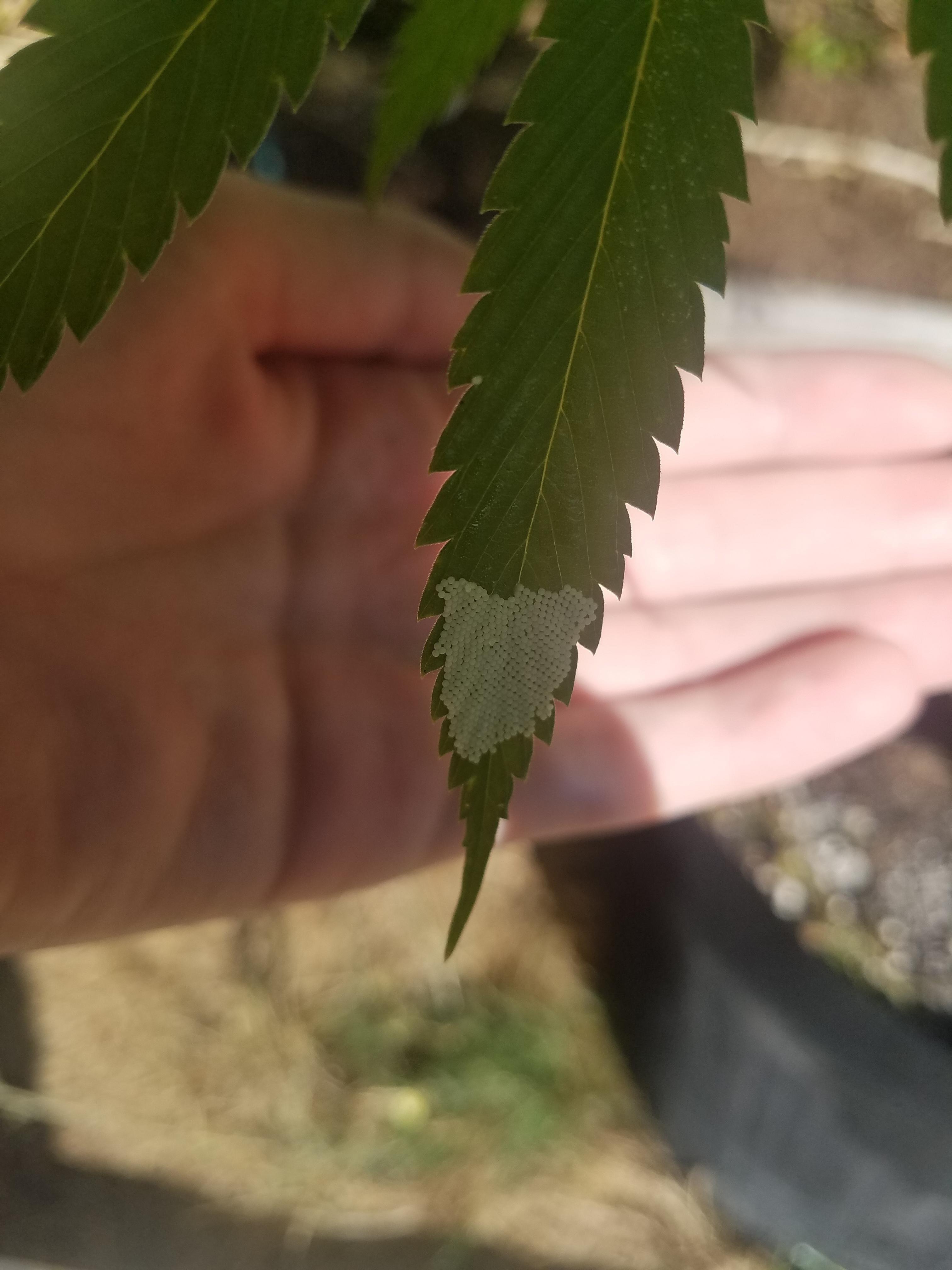 Eggs on this leaf | Scrolller