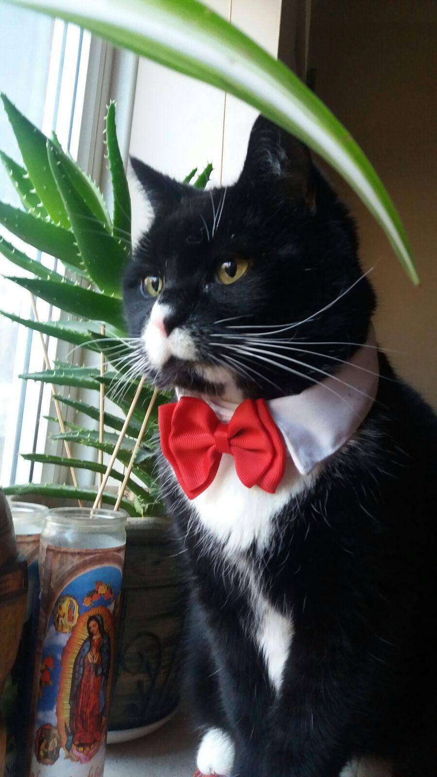 Egon ready for dinner | Scrolller