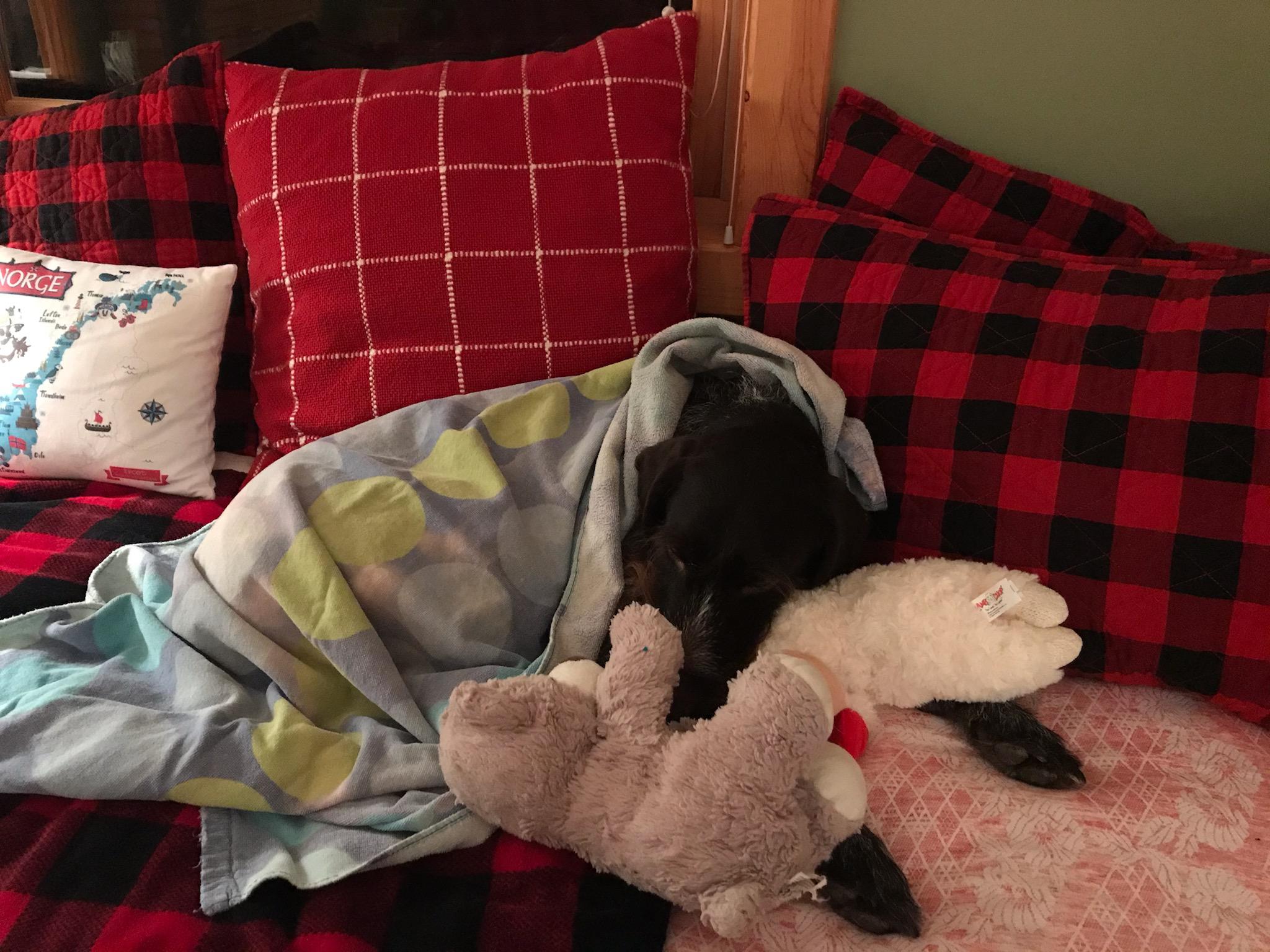 Elsa hurt one of her paws running around outside. That just means we have to pamper her even ...