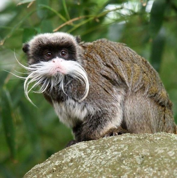 Emperor tamarins are very beautiful monkeys | Scrolller