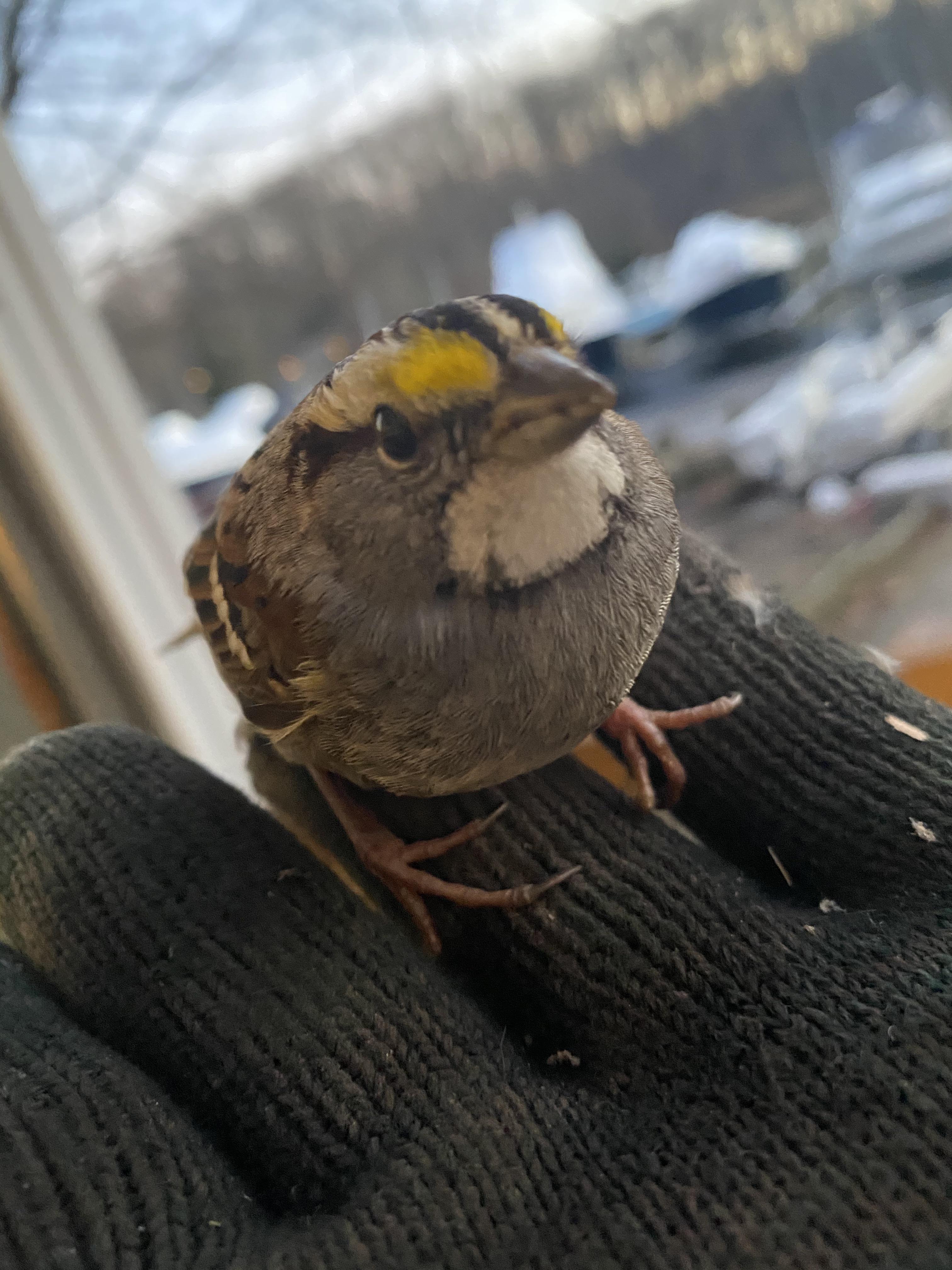 Enjoy a friendly sparrow | Scrolller