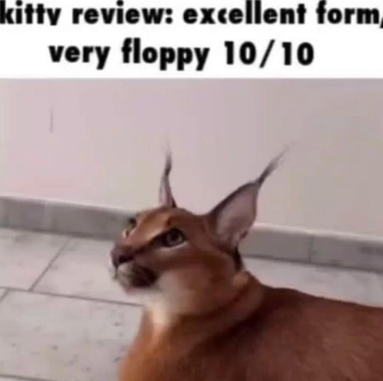 Floppa 😳 rule | Scrolller