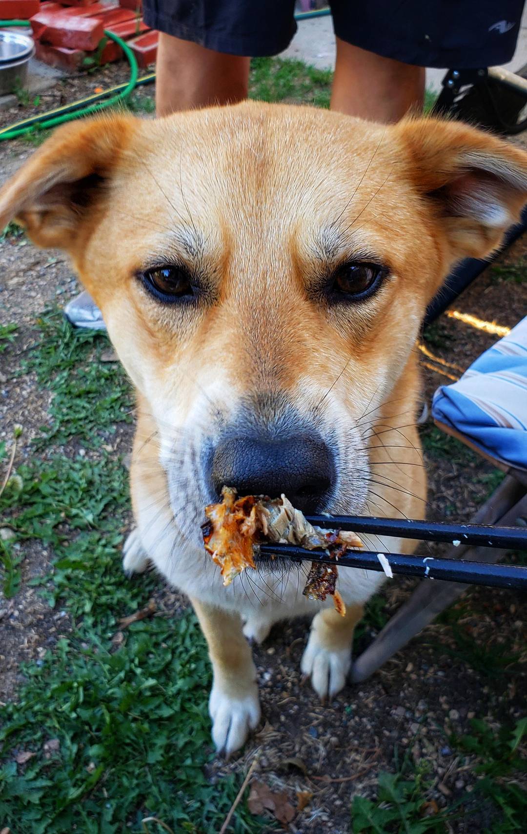 Enjoying some bbq salmon skin | Scrolller