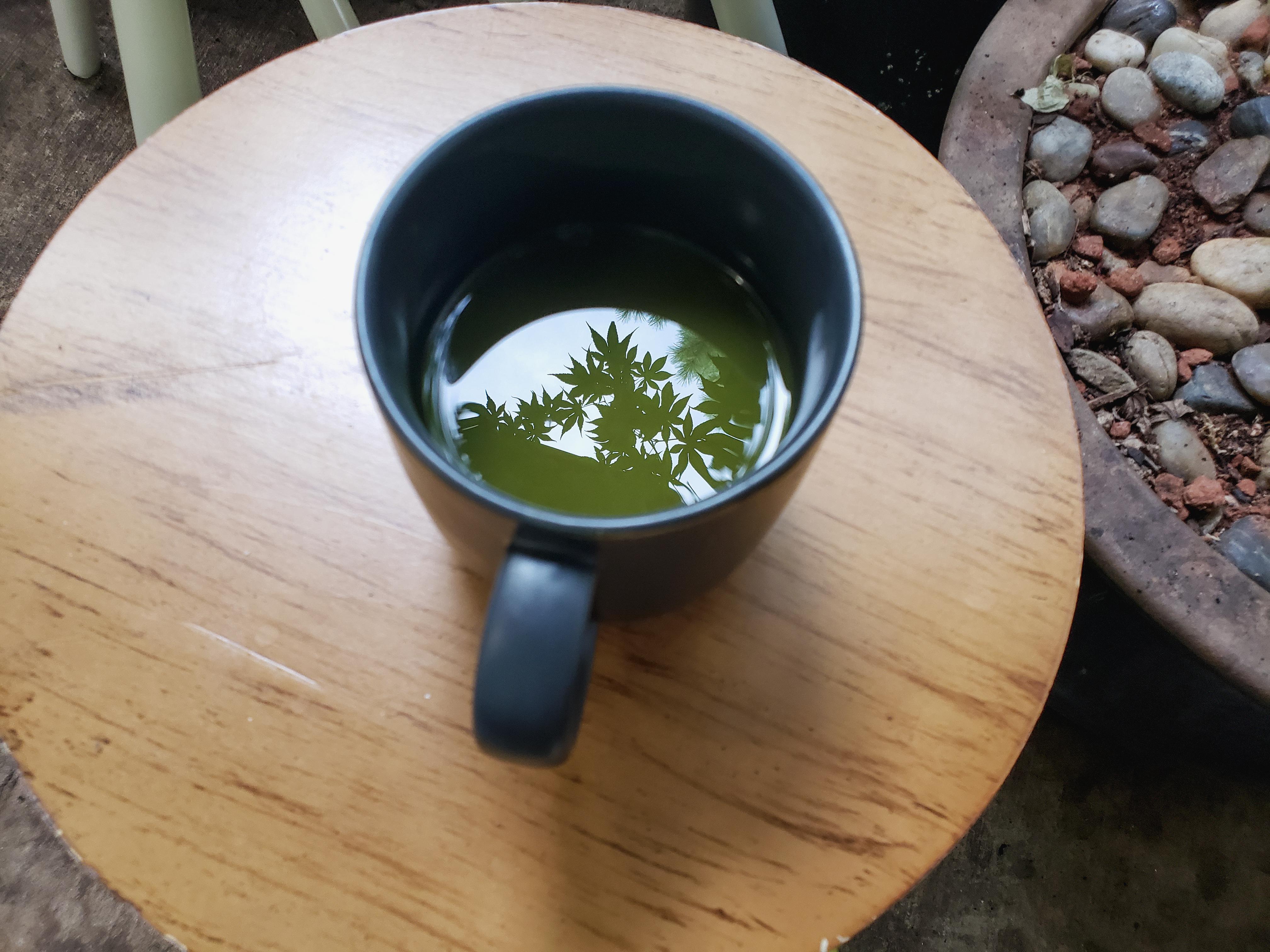 Enjoying some green tea under my maple tree | Scrolller