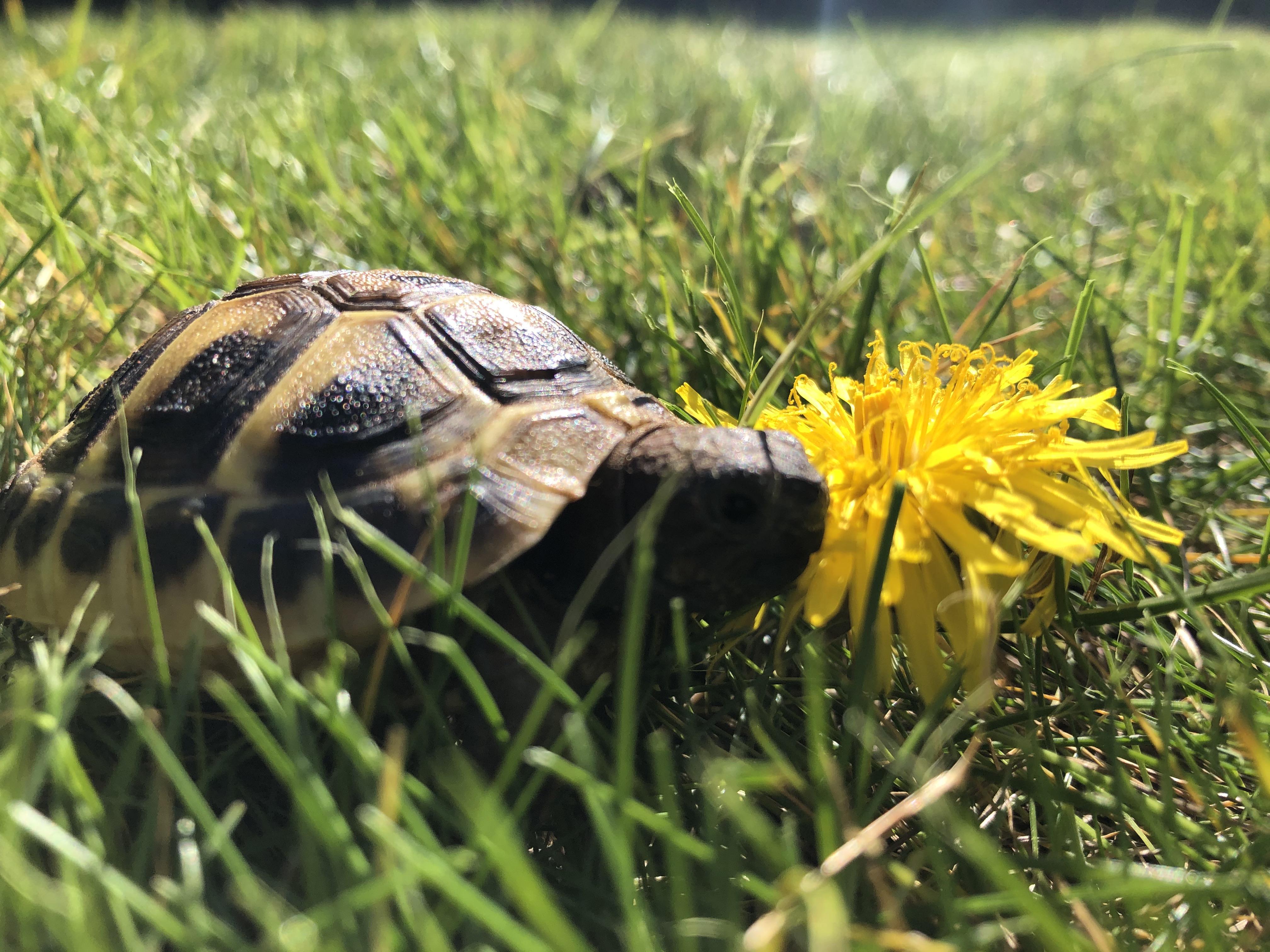 Enjoying the midday sun with a bit of dandelion | Scrolller