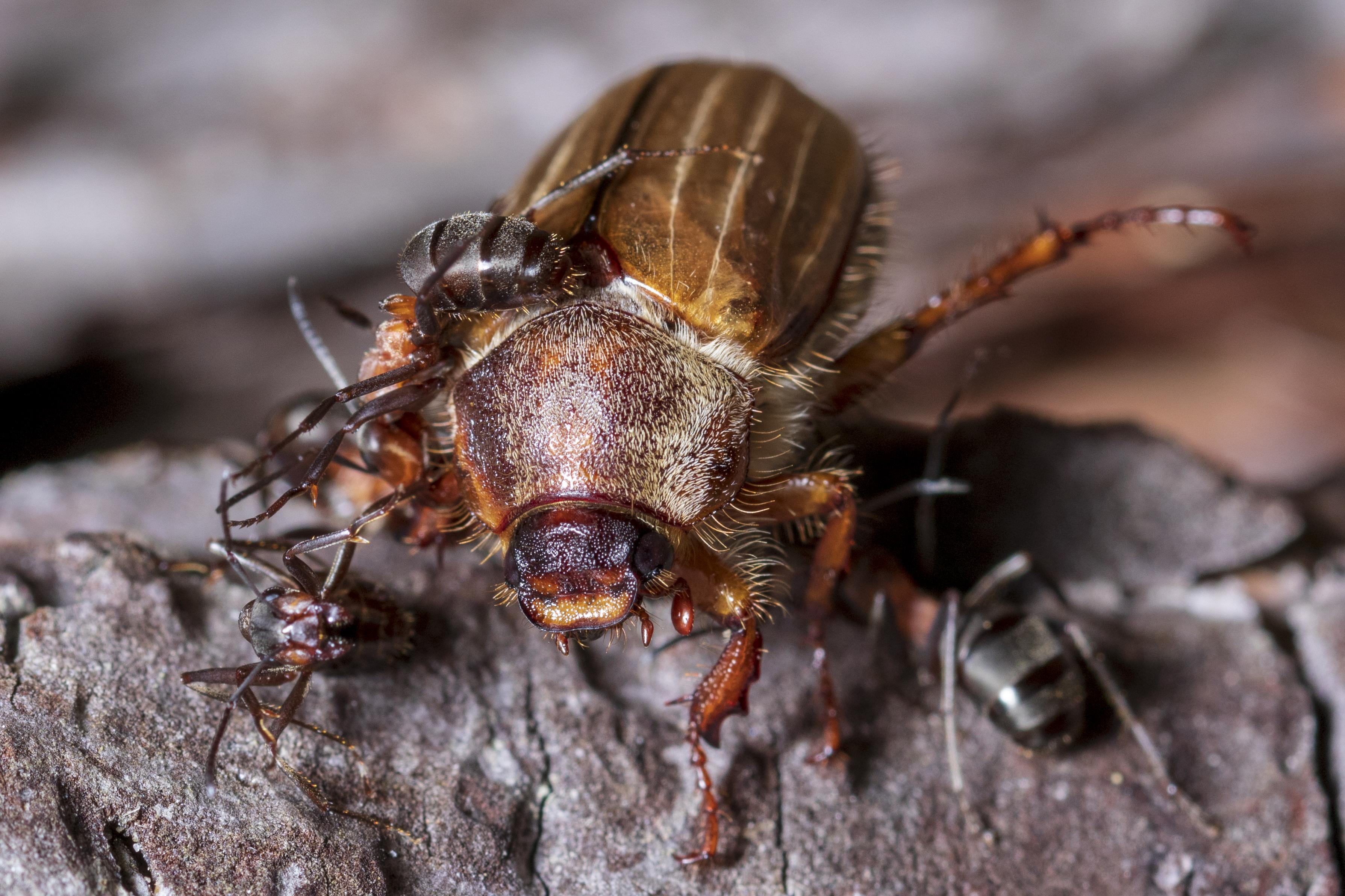 Epic battle | Scrolller