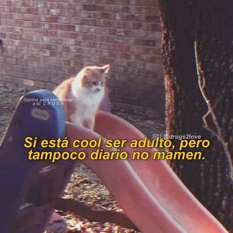 Este gato me representa | Scrolller