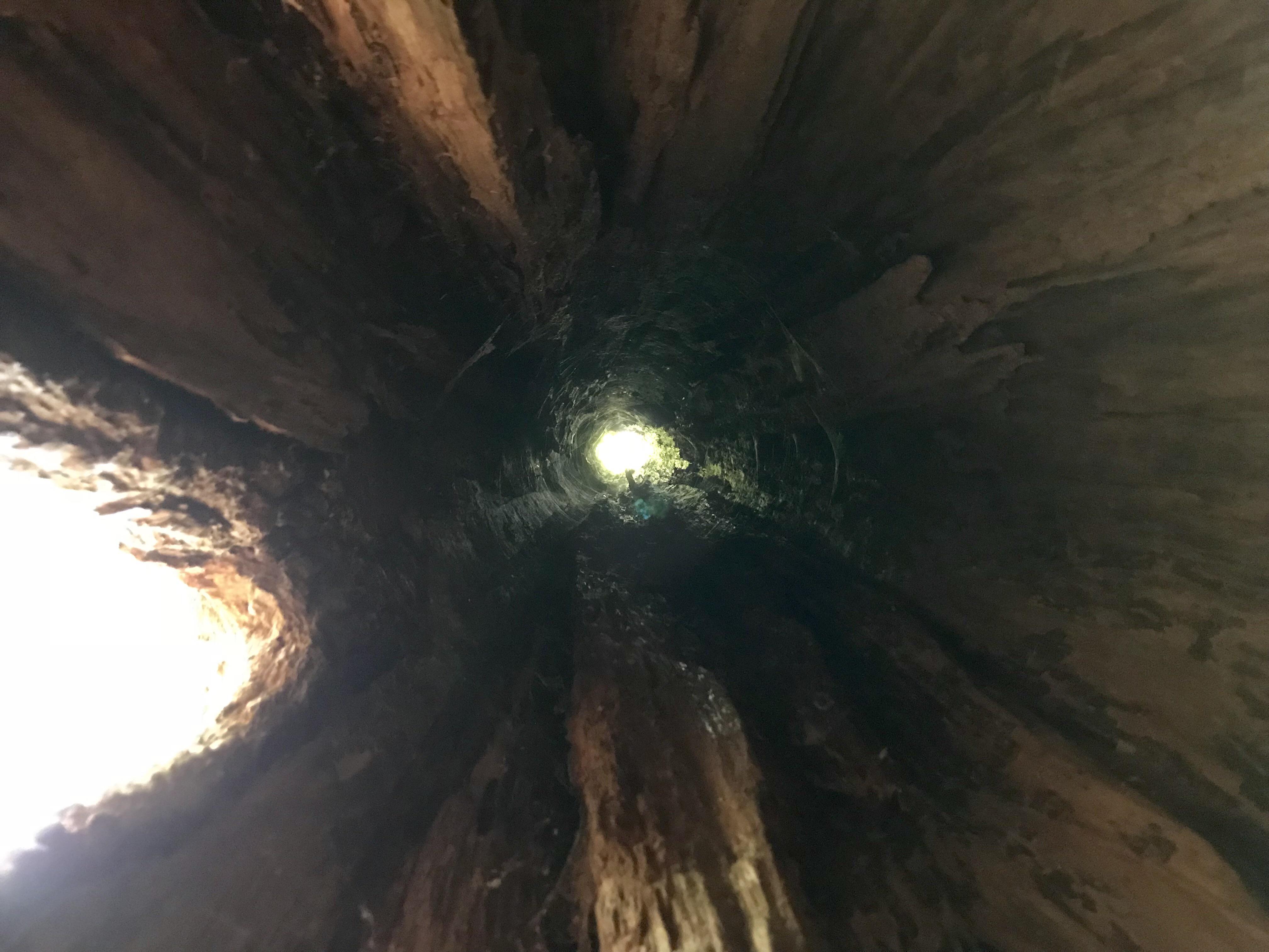 Estivant Pines. Looking up from inside majestic hollow tree ☮️ | Scrolller