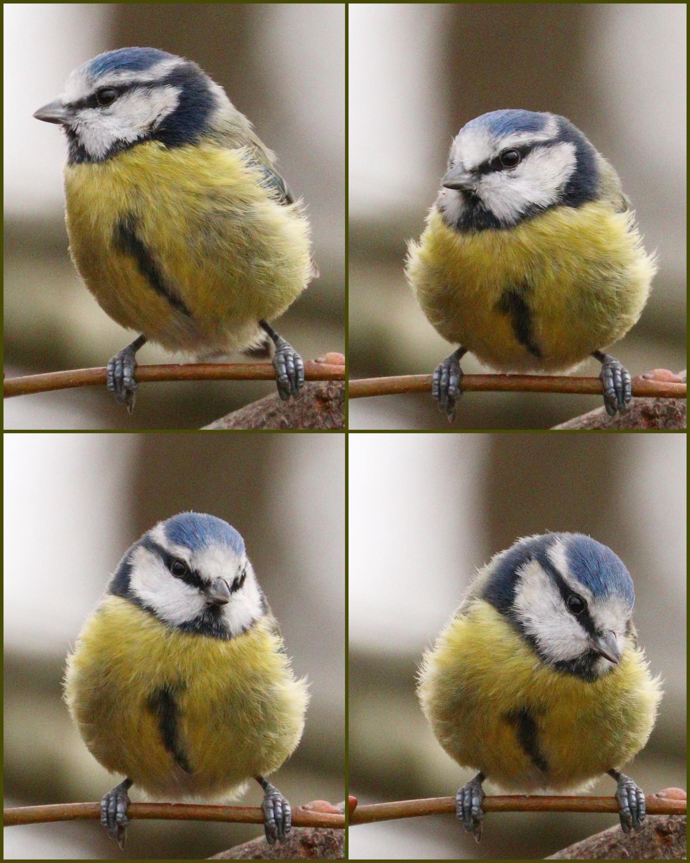 Eurasian Blue Tit, East Midlands, UK. | Scrolller