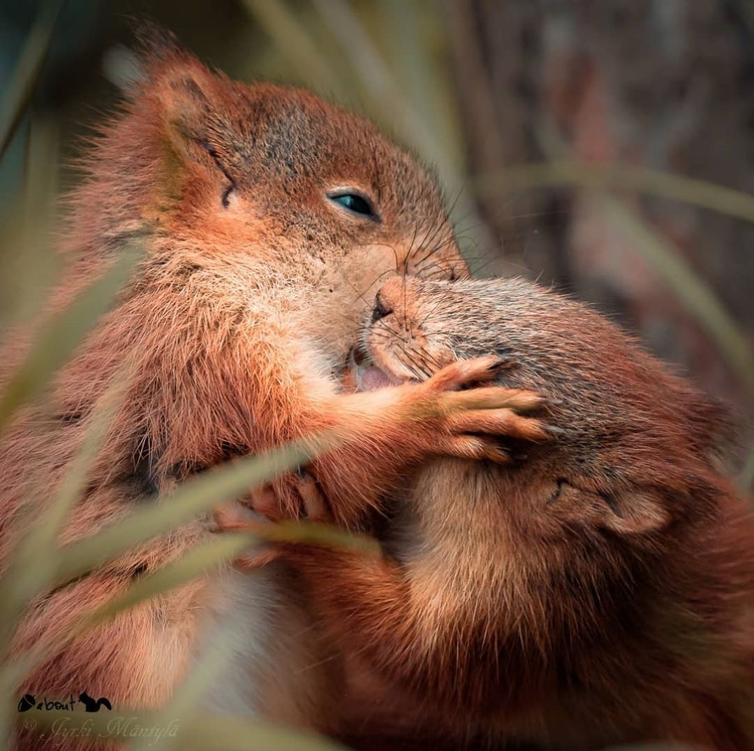Eurasian Red Squirrels, Finland | Scrolller