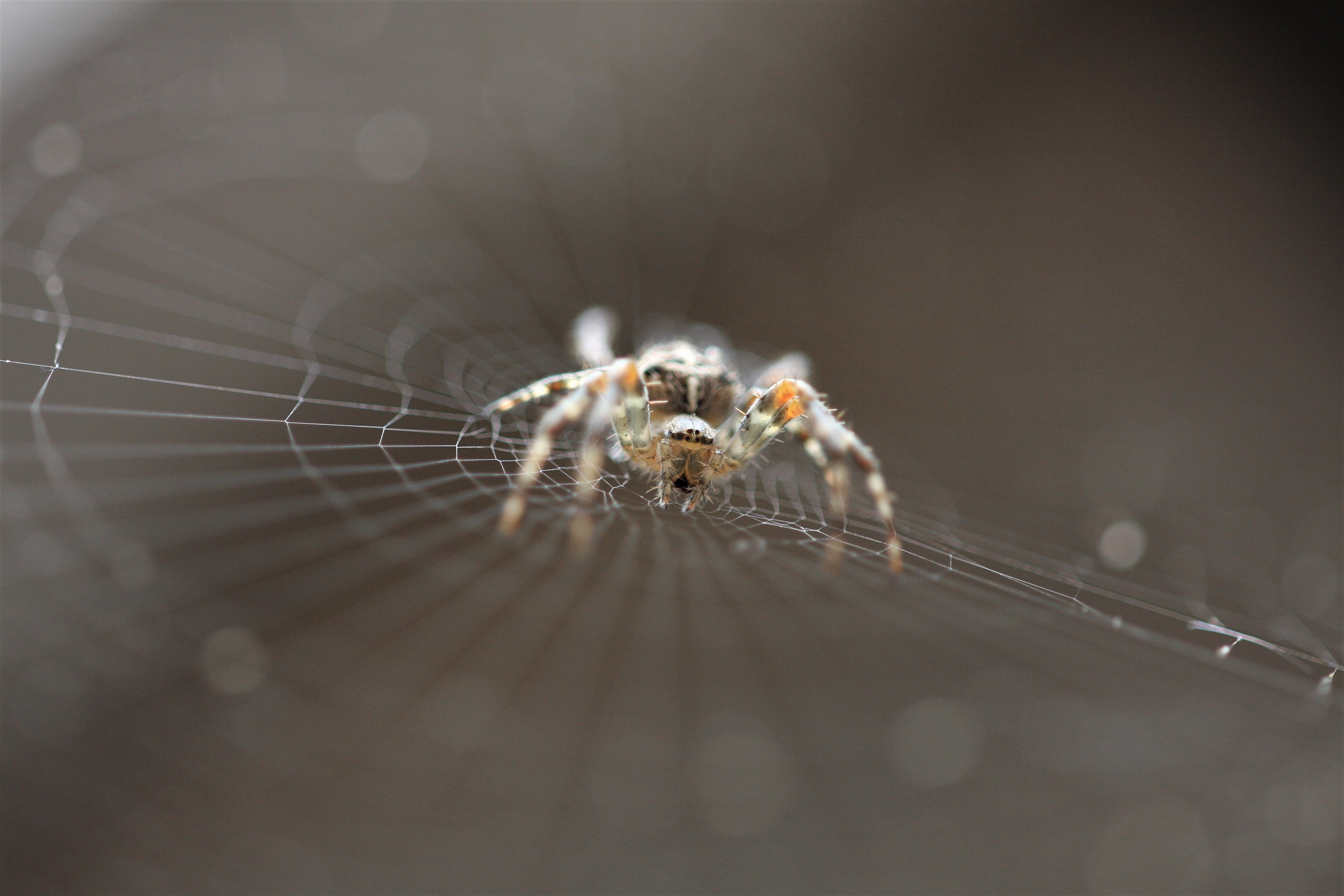 European Garden Spider | Scrolller