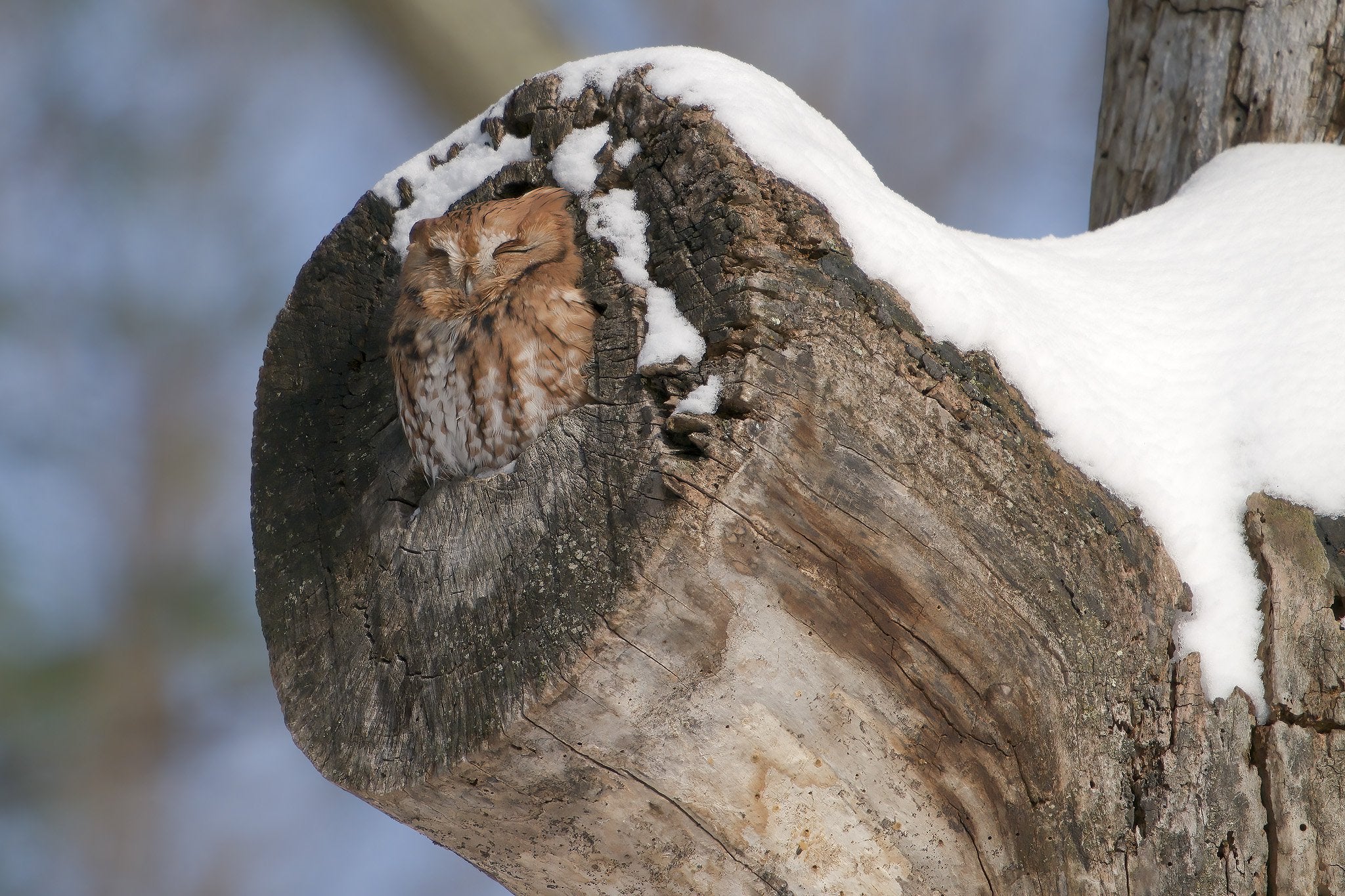 Even more Owls! | Scrolller