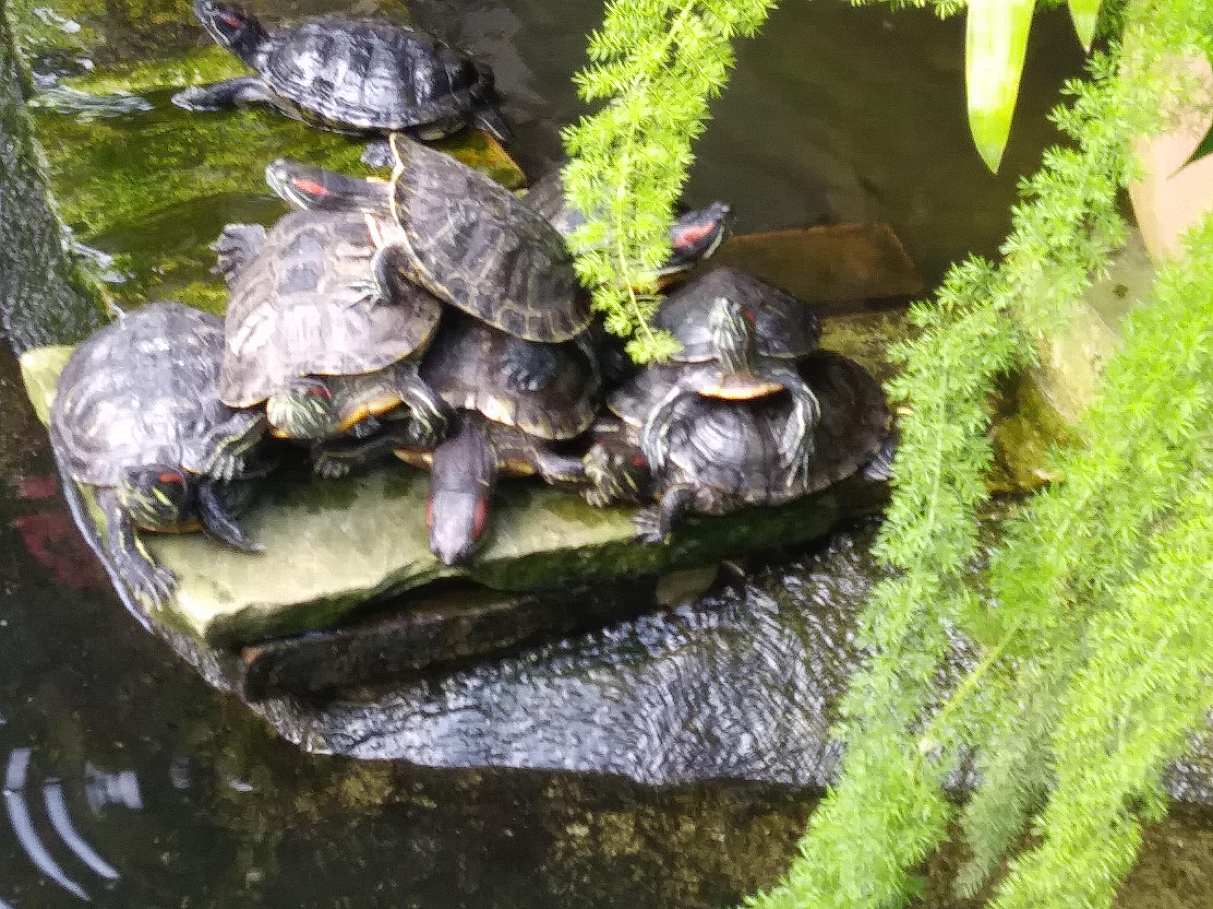 Even turtles was puddle! | Scrolller